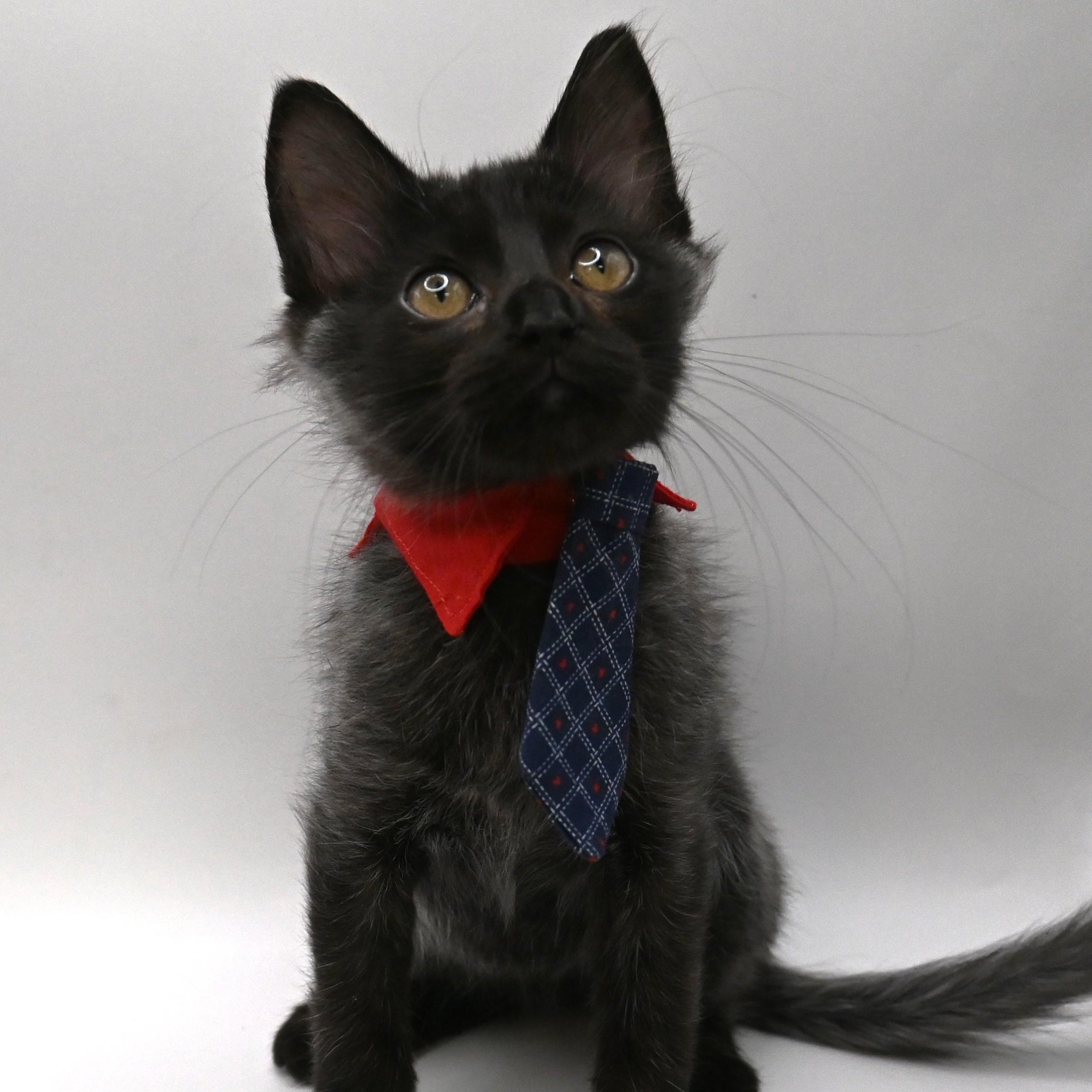 Cat for adoption - Bandit, a Domestic Medium Hair & Bombay Mix in South ...