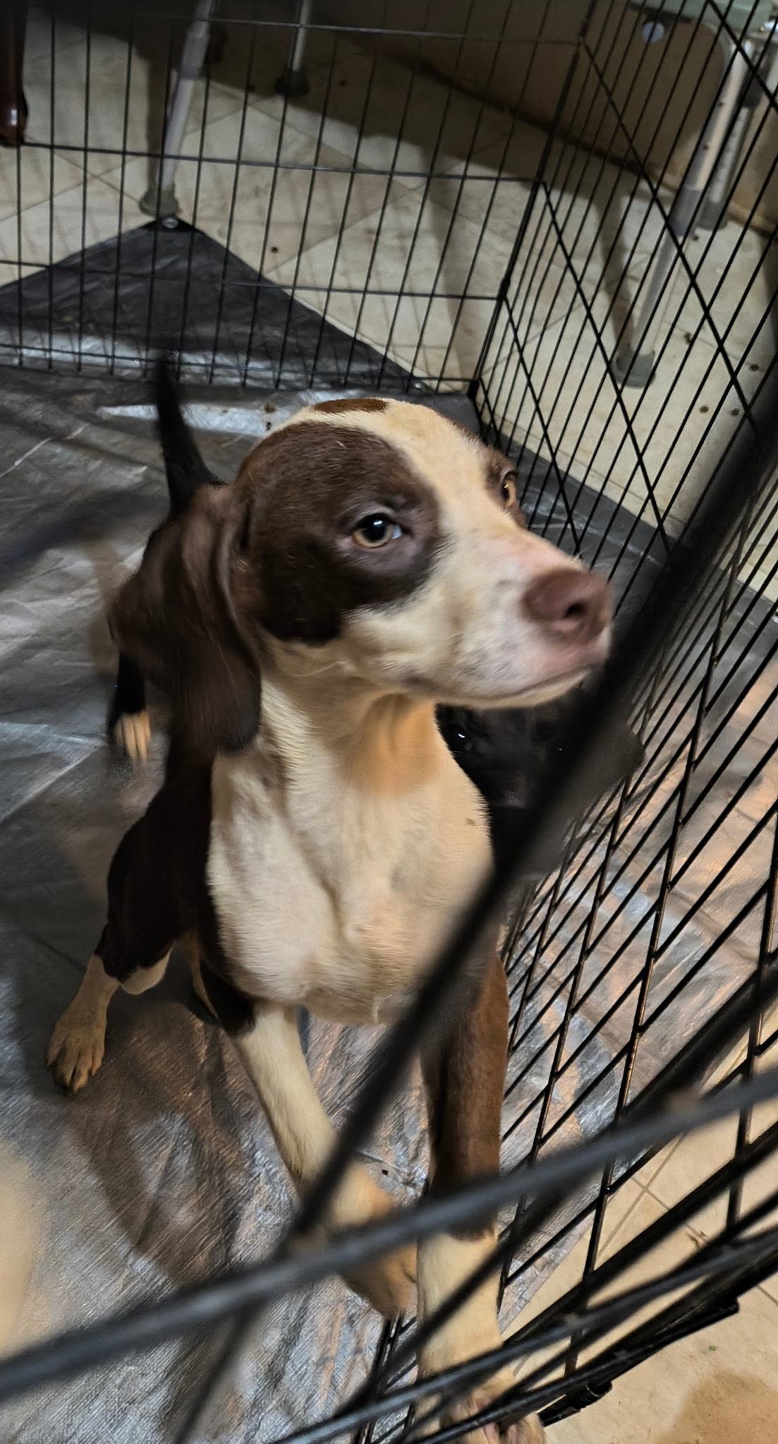 Dog for adoption - Kelsey (Foster or Adopter Needed!), a Beagle Mix in ...