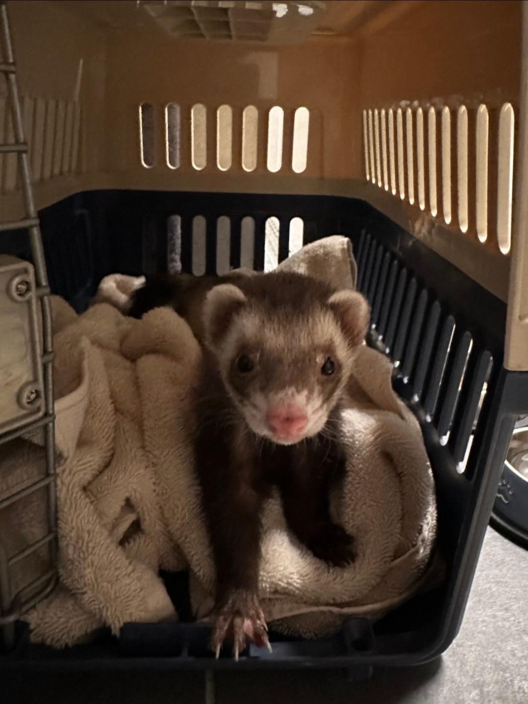 Ferret for adoption - Happy, a Ferret in Lake worth, FL | Petfinder