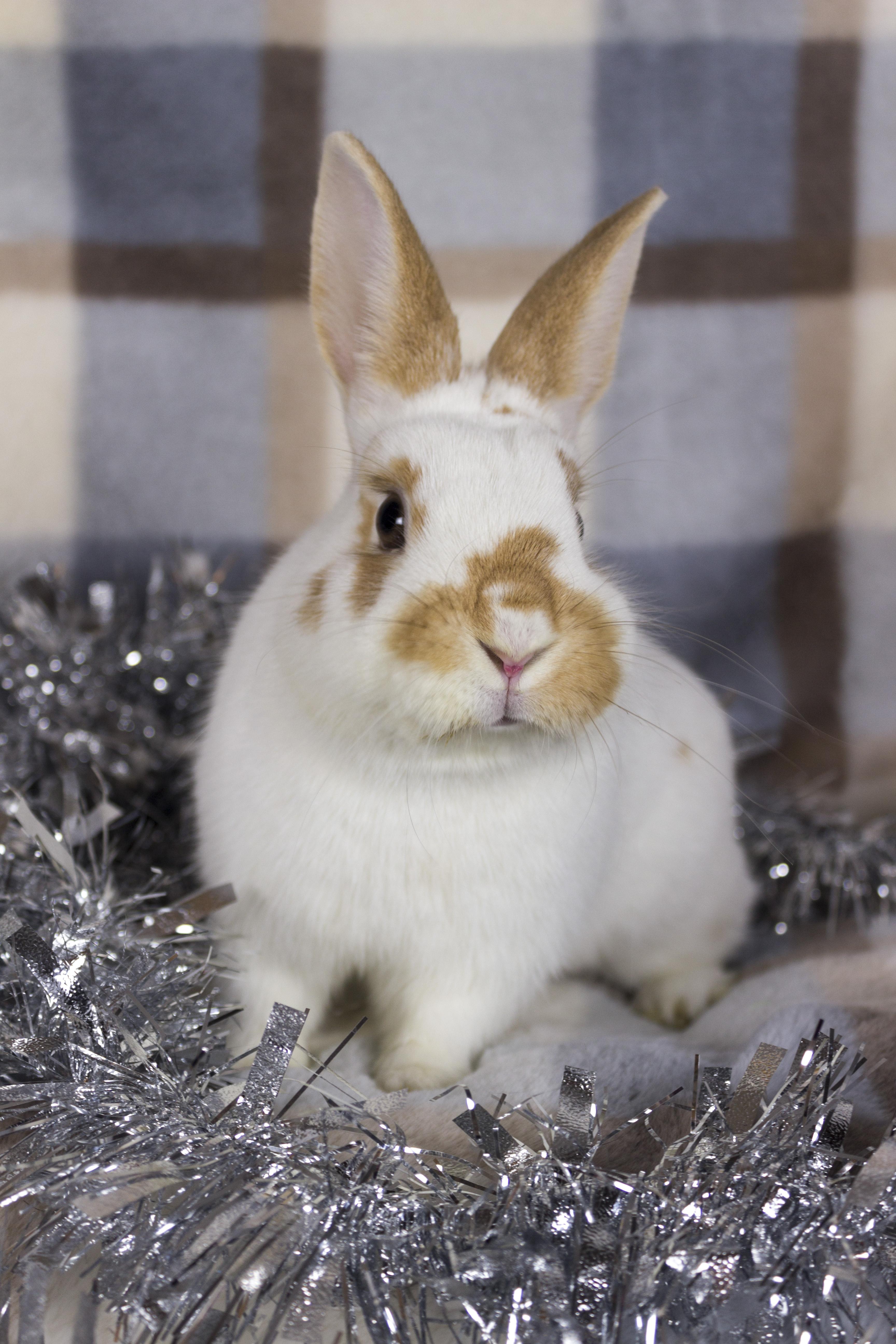 Rabbit for adoption - Fire Sauce, an English Spot & Bunny Rabbit Mix in ...
