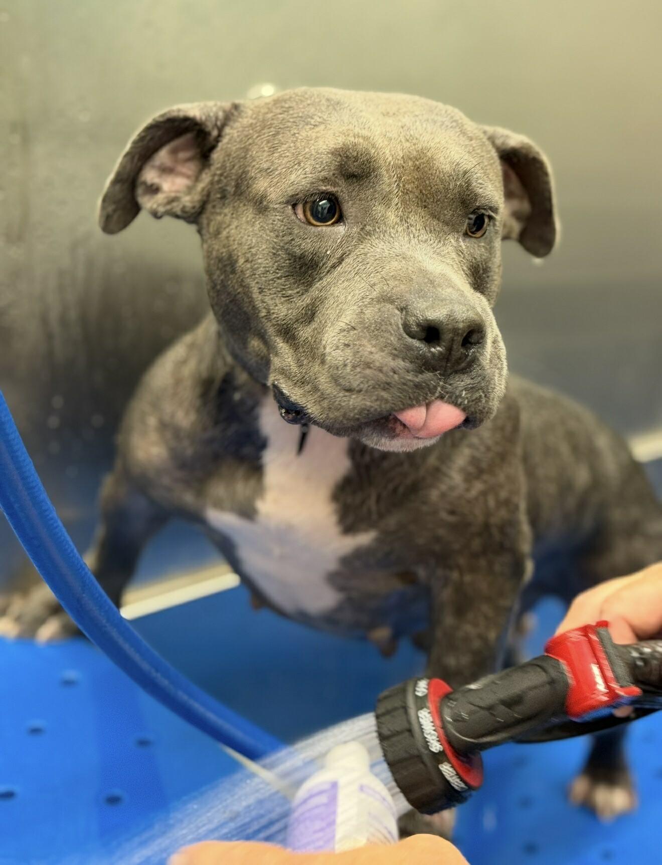 Dog for adoption - Isla (20251031-03), a Bulldog Mix in Niagara on the ...