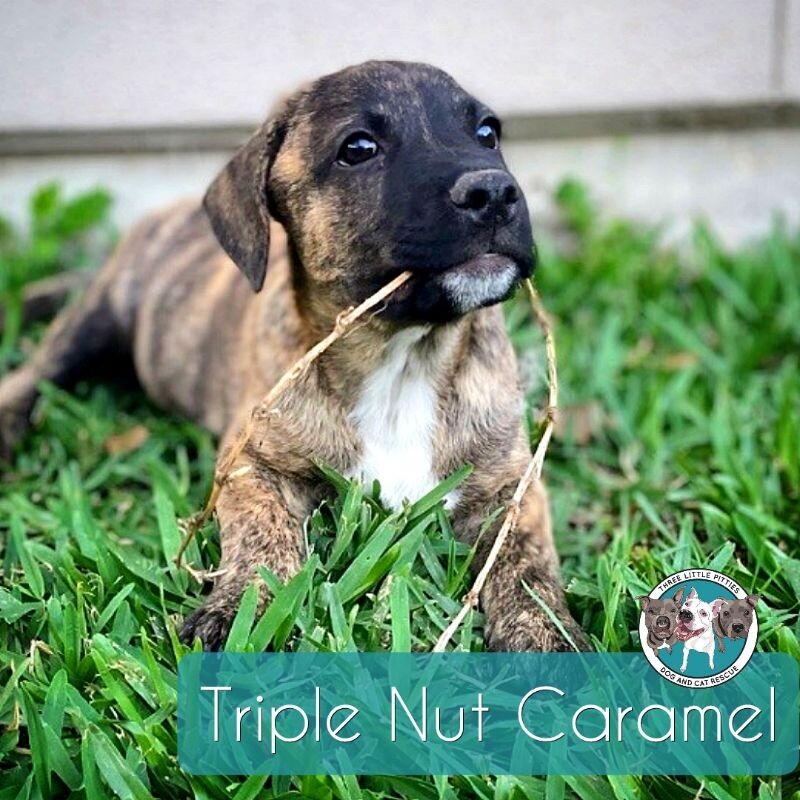 Dog for adoption - Triple Nut Caramel Milkshake, a Pit Bull Terrier ...