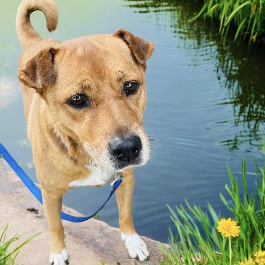 Dog for adoption - Trixie, a Carolina Dog & Beagle Mix in Springfield ...
