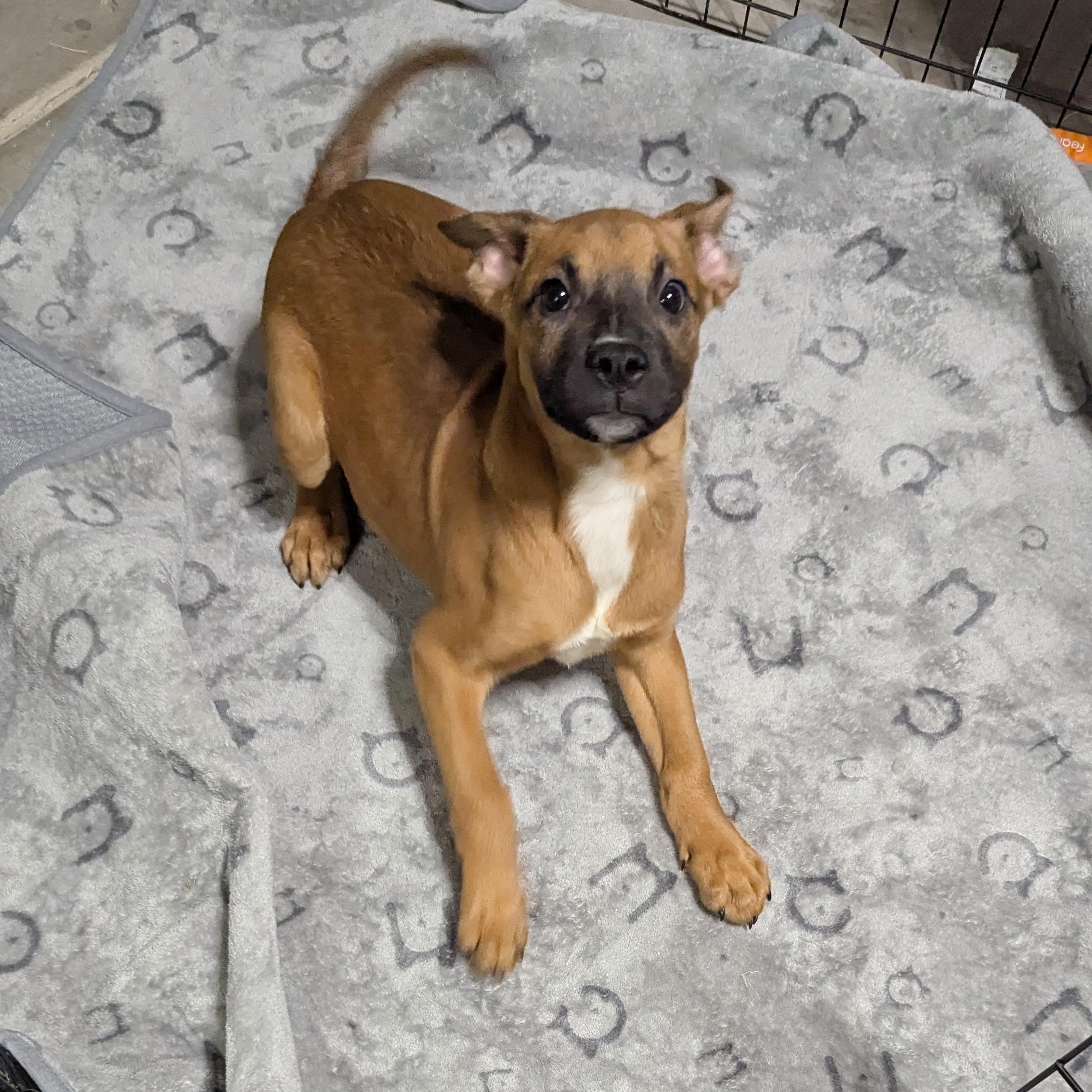 Dog for adoption - Buttercup, a Boxer Mix in Rio Rancho, NM | Petfinder