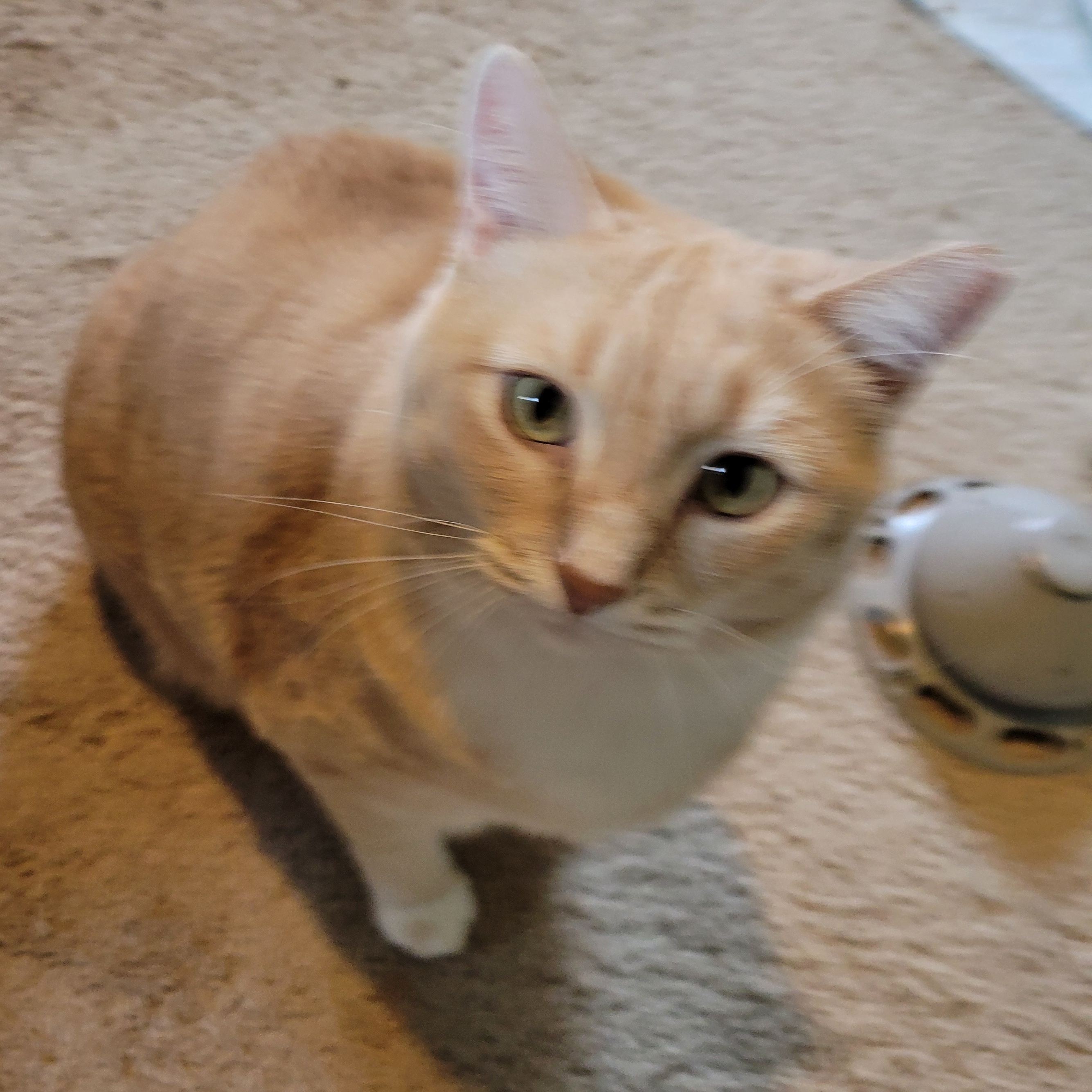 Cat for adoption - Molly *** fluffy stub of a tail ***, a Manx Mix in ...