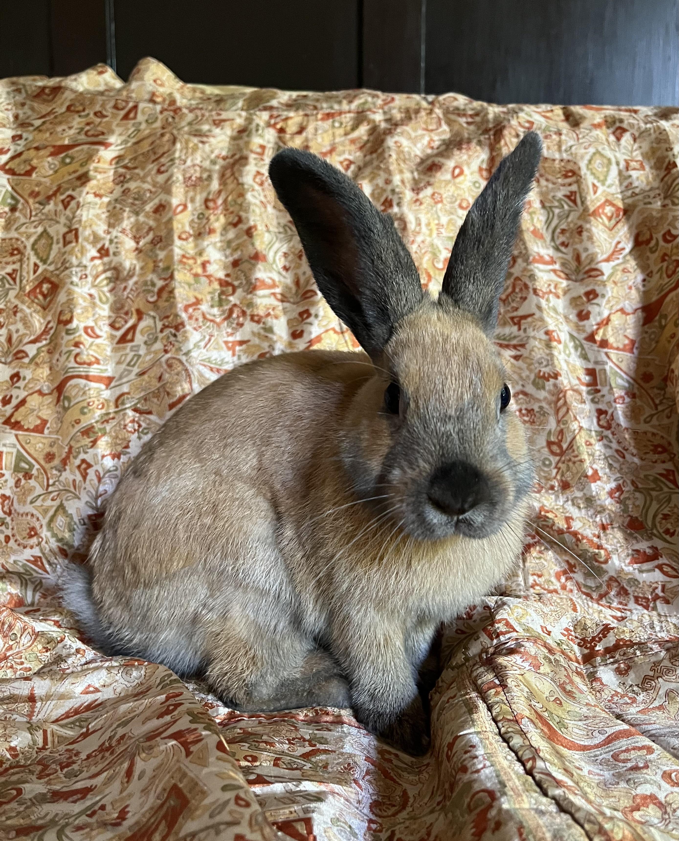 Rabbit for adoption - Scooby Doo, a Bunny Rabbit in Livermore, CA ...