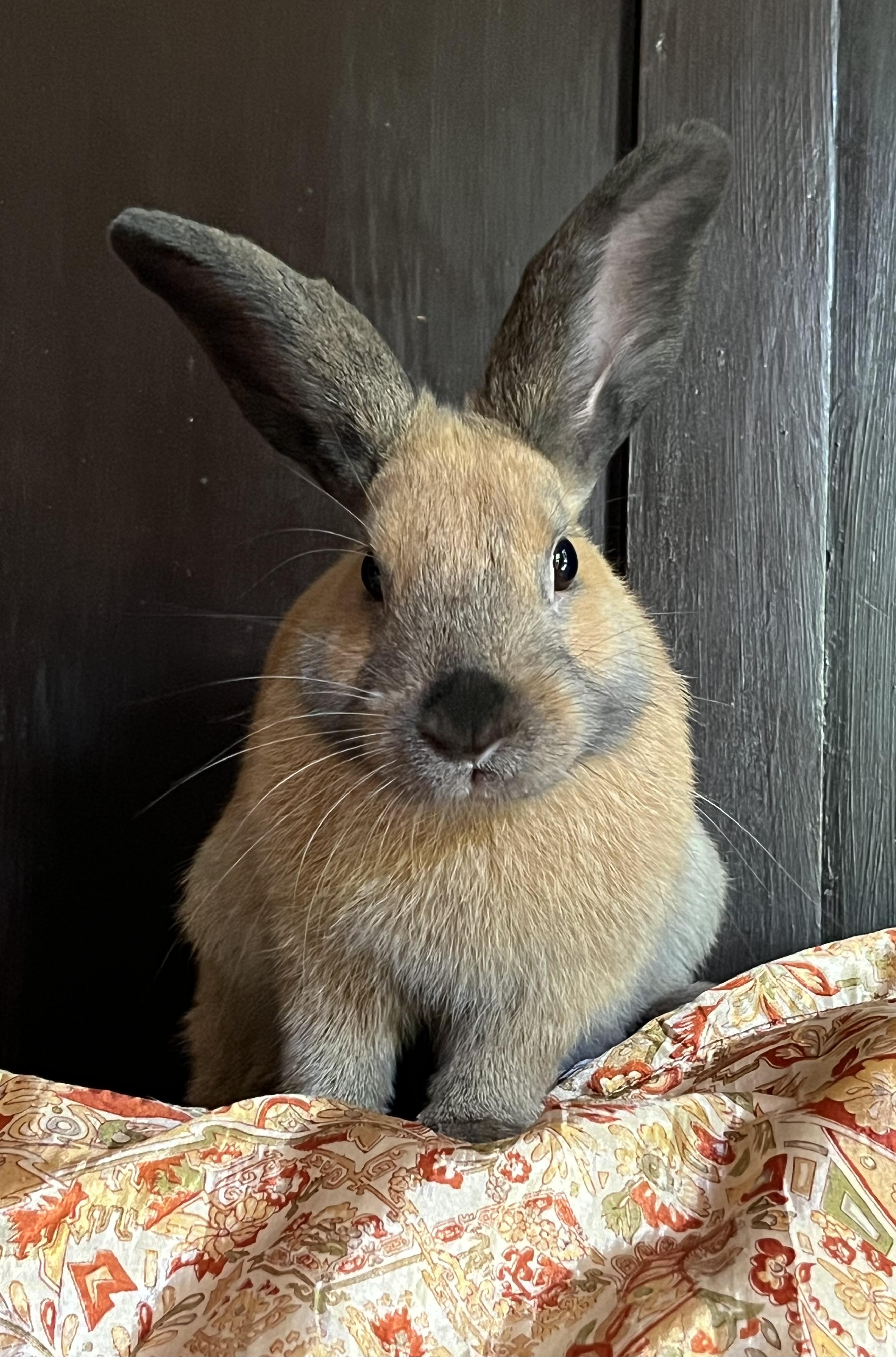 Rabbit for adoption - Scooby Doo, a Bunny Rabbit in Livermore, CA ...