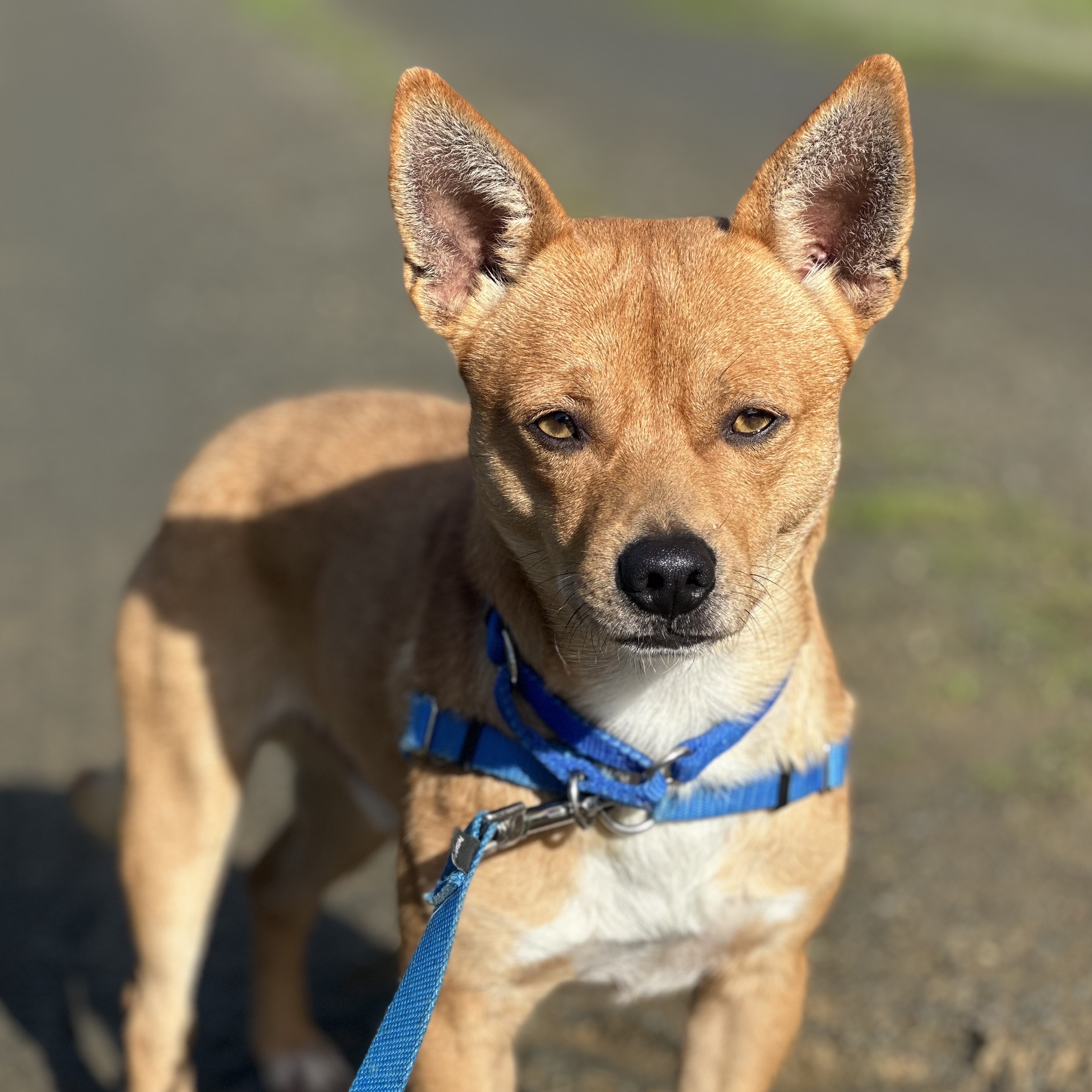 Available Animals – Azaya Ranch Sanctuary