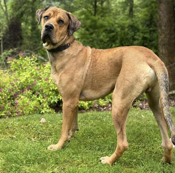 Dog for adoption - Adam, a Great Dane & Rottweiler Mix in Shinnston, WV ...