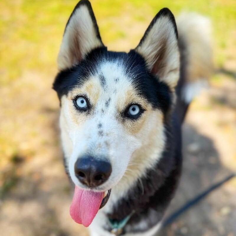 Dog for adoption - Loki The Adventurer, a Husky & Siberian Husky Mix in ...