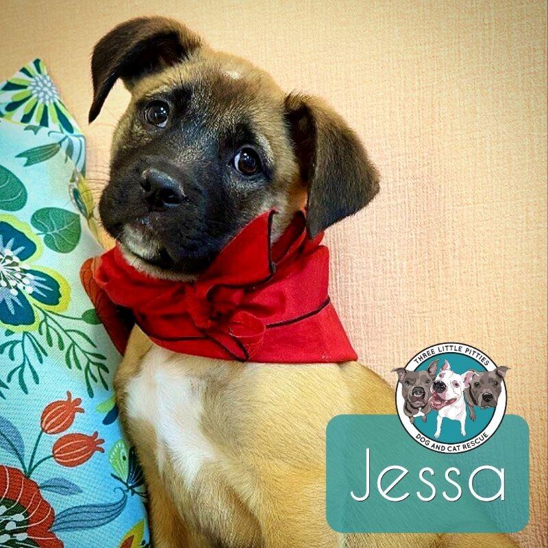 Dog for adoption - Jessa the Joyful Wiggleschmoopsie, a Black Mouth Cur ...