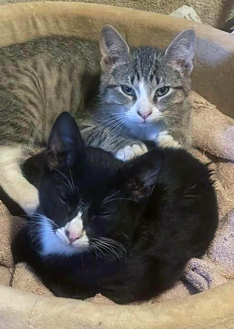 Cat for adoption - A pair of bonded kittens, Hubs and Mini, a Domestic ...