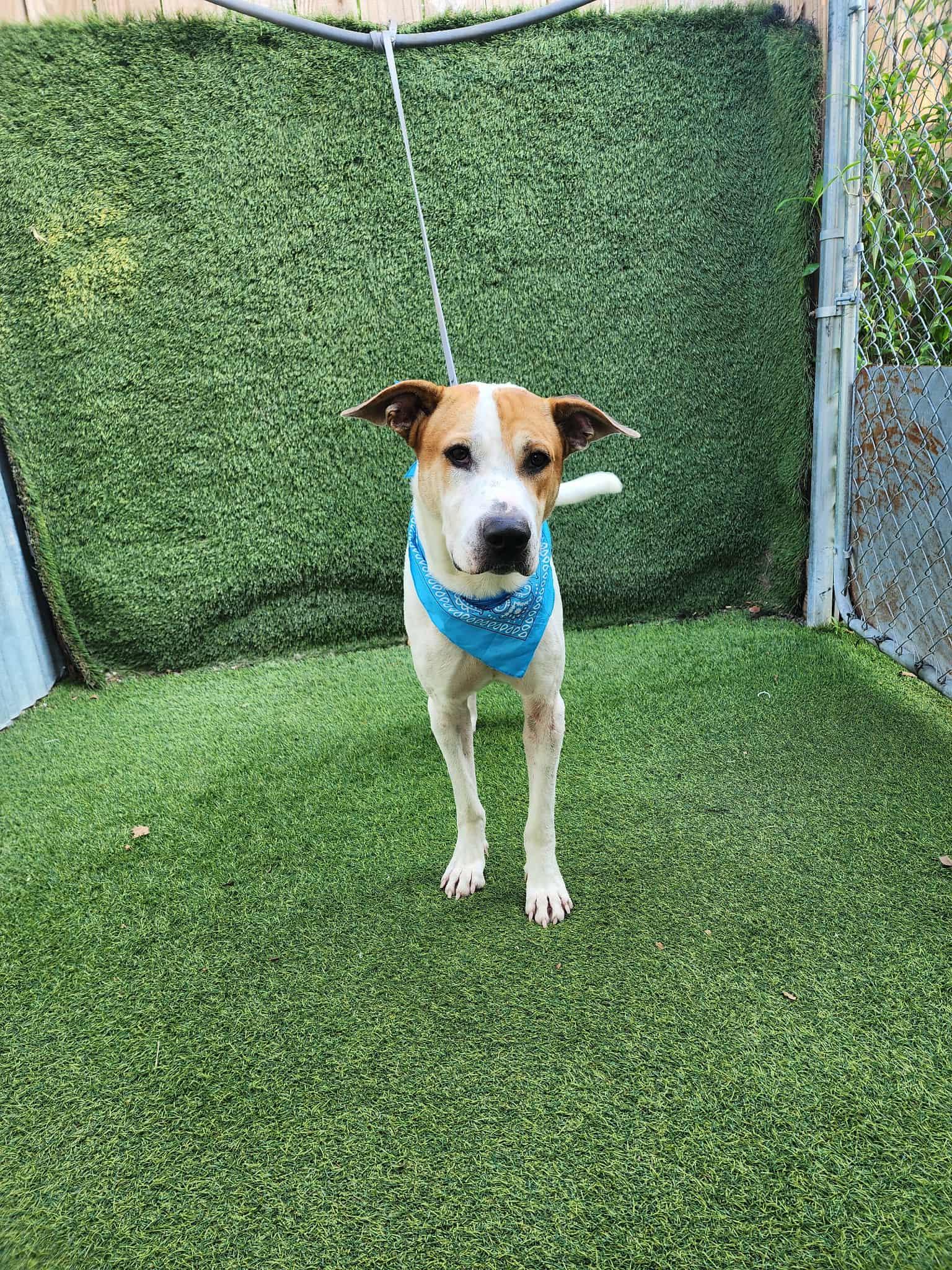 Dog for adoption - Timber, a Hound Mix in White River Junction, VT ...