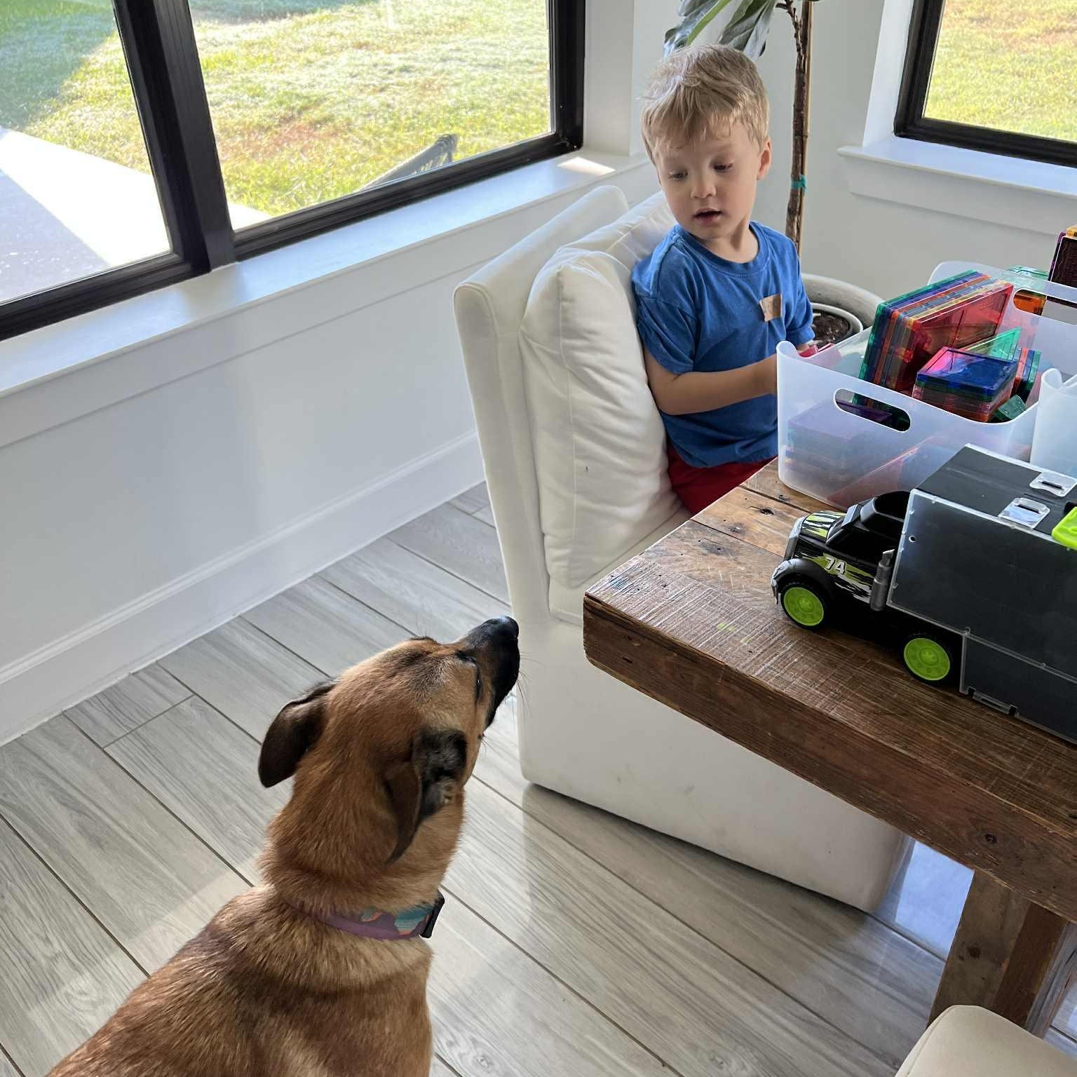 Dog for adoption - Athena, a German Shepherd Dog in Salem, NH | Petfinder