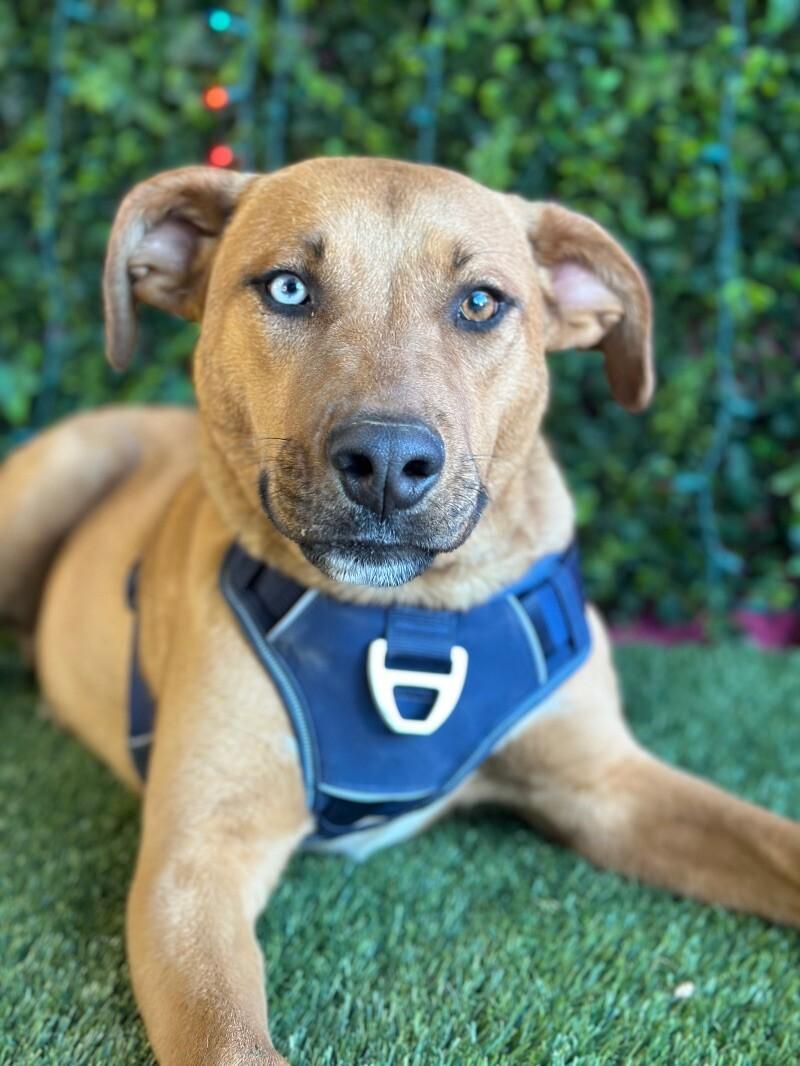 Dog for adoption - Gopher, a Rhodesian Ridgeback & Labrador Retriever ...