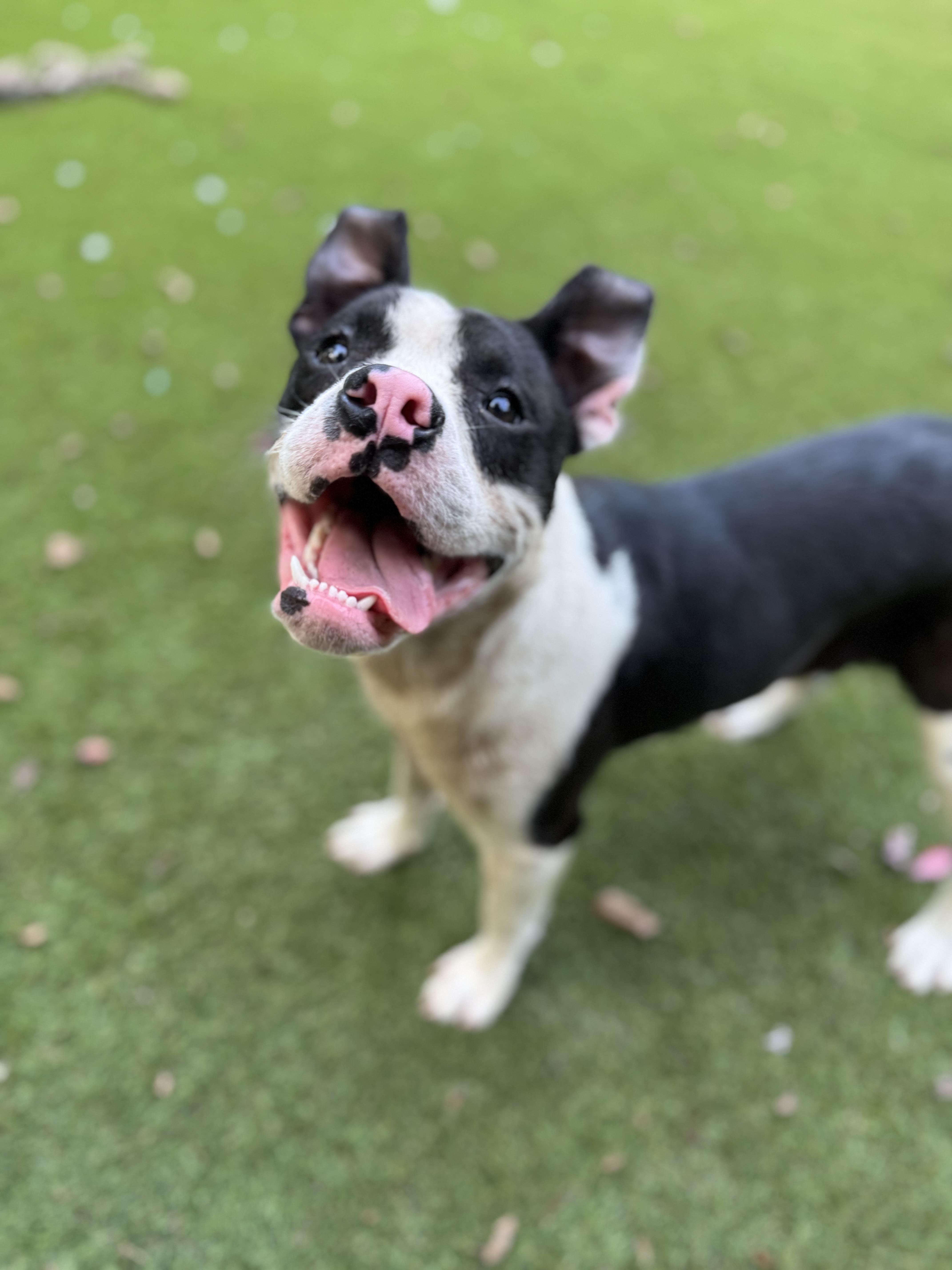 Dog for adoption - Romeo, a Boston Terrier & American Bully Mix in ...