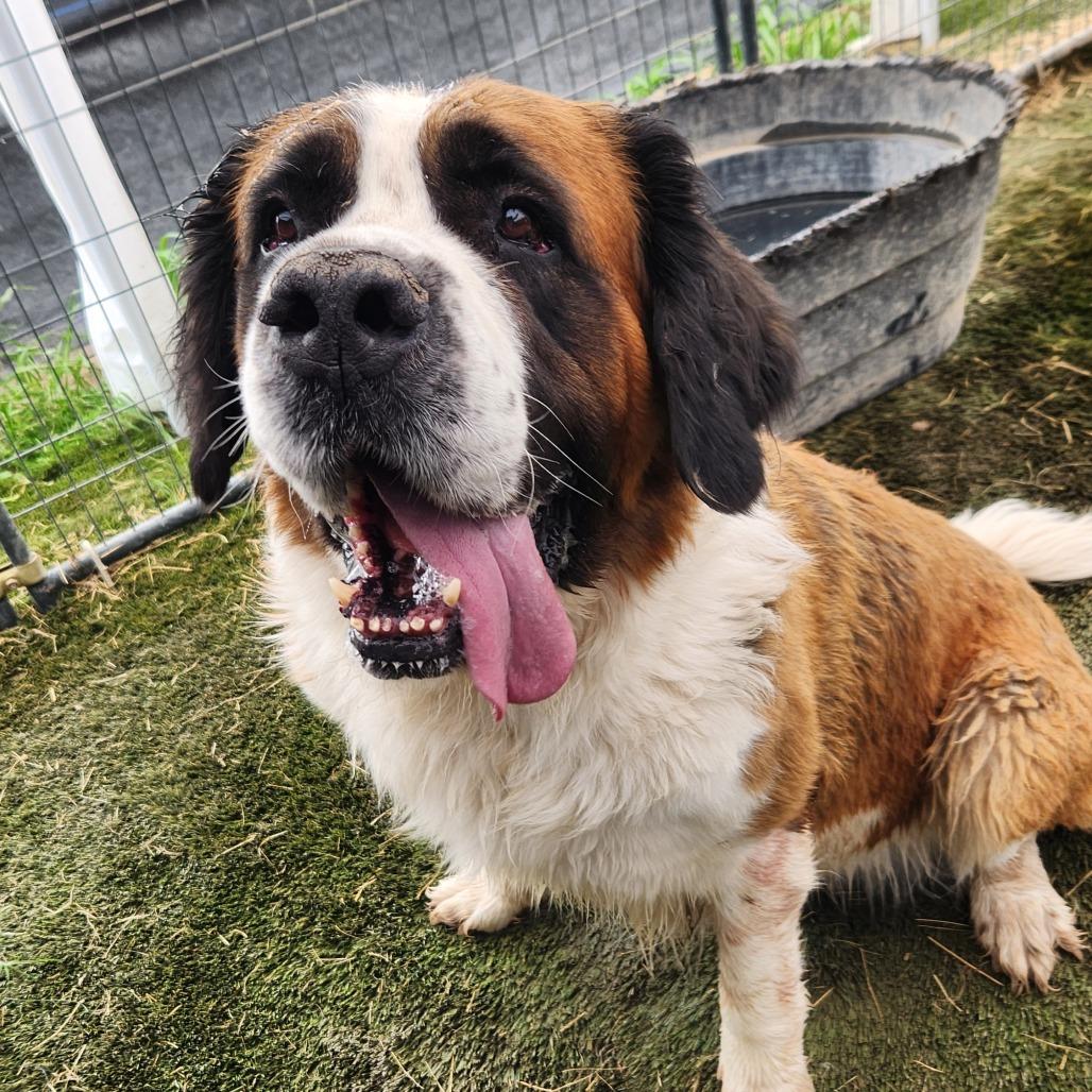 Dog for adoption - Isa JuM, a Saint Bernard in Nashville, TN | Petfinder