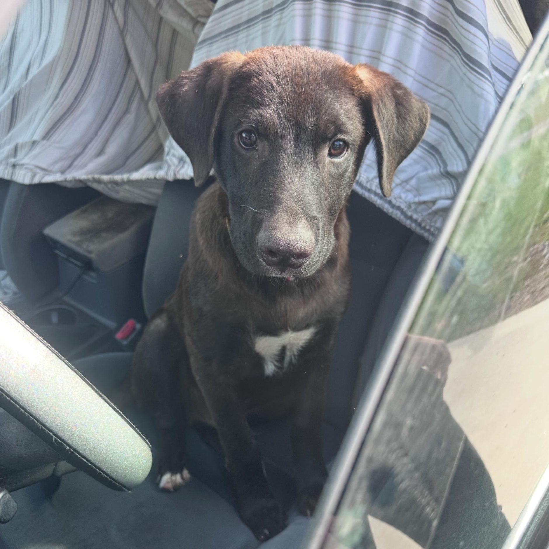 Dog for adoption - Jax, a Labrador Retriever & Shepherd Mix in Medford ...