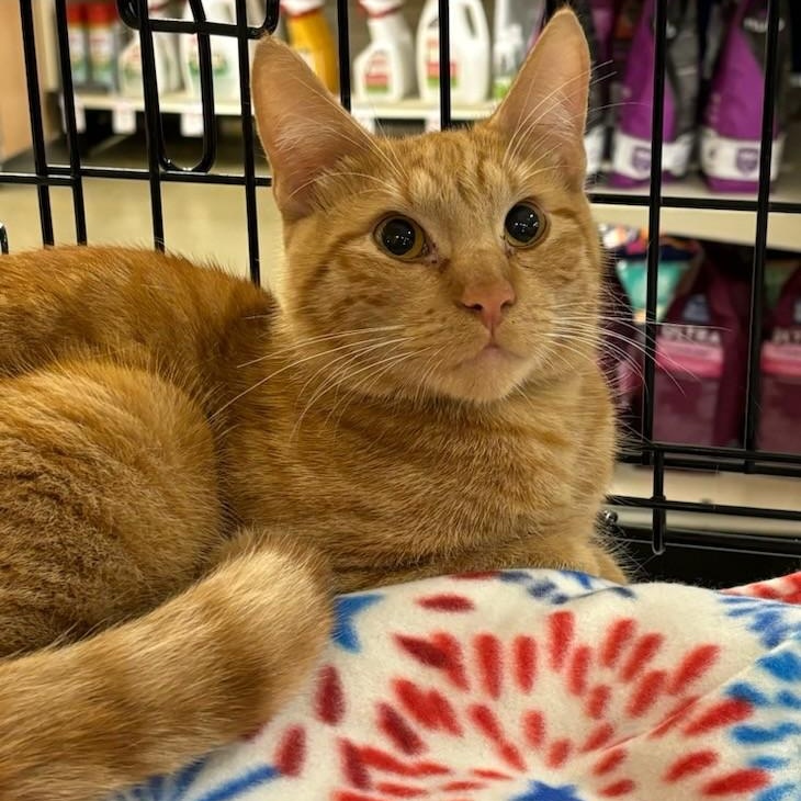 Cat for adoption - Forrest, a Domestic Short Hair in Stanhope, NJ ...