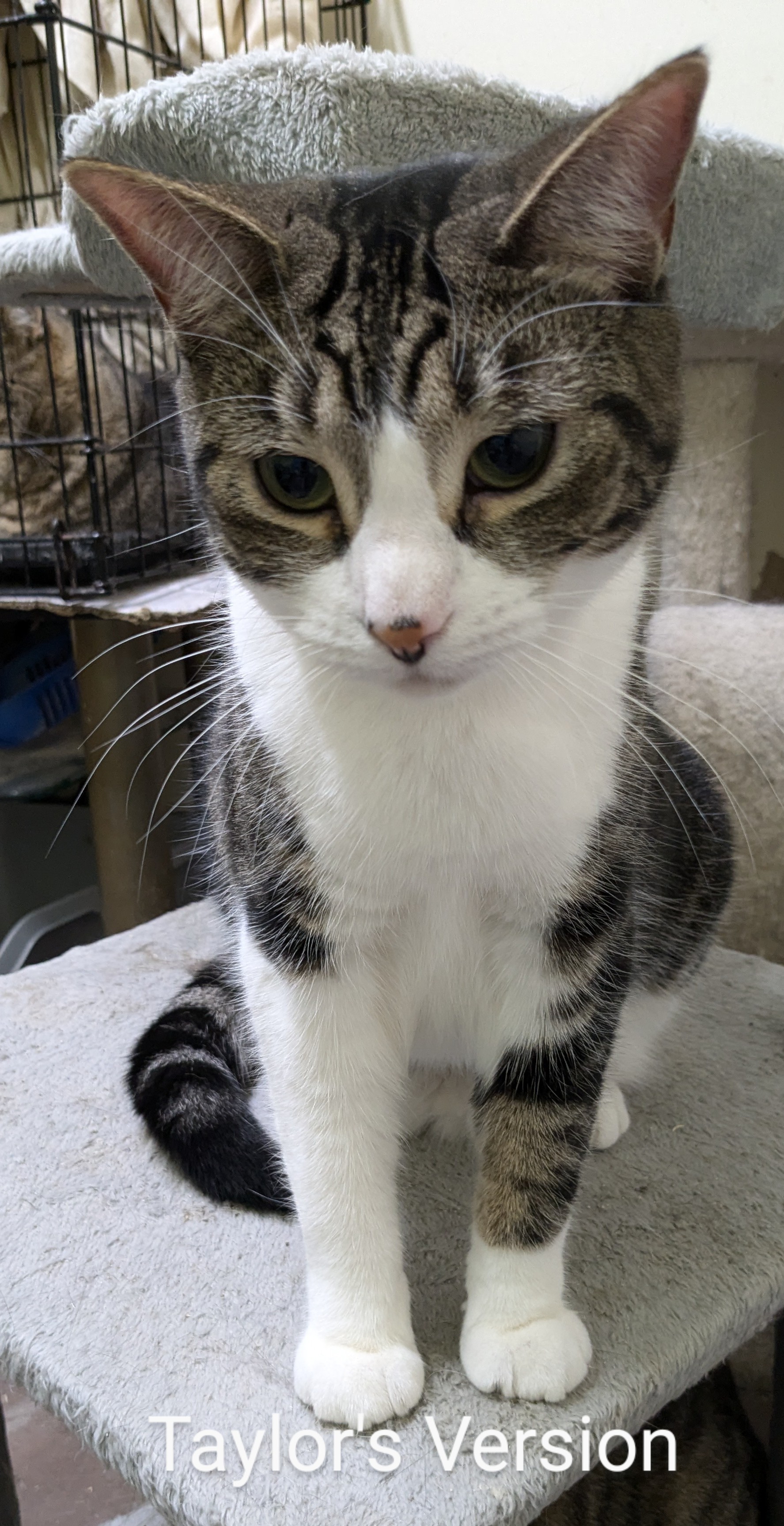 Cat for adoption - Taylor's Version, a Domestic Short Hair in St ...