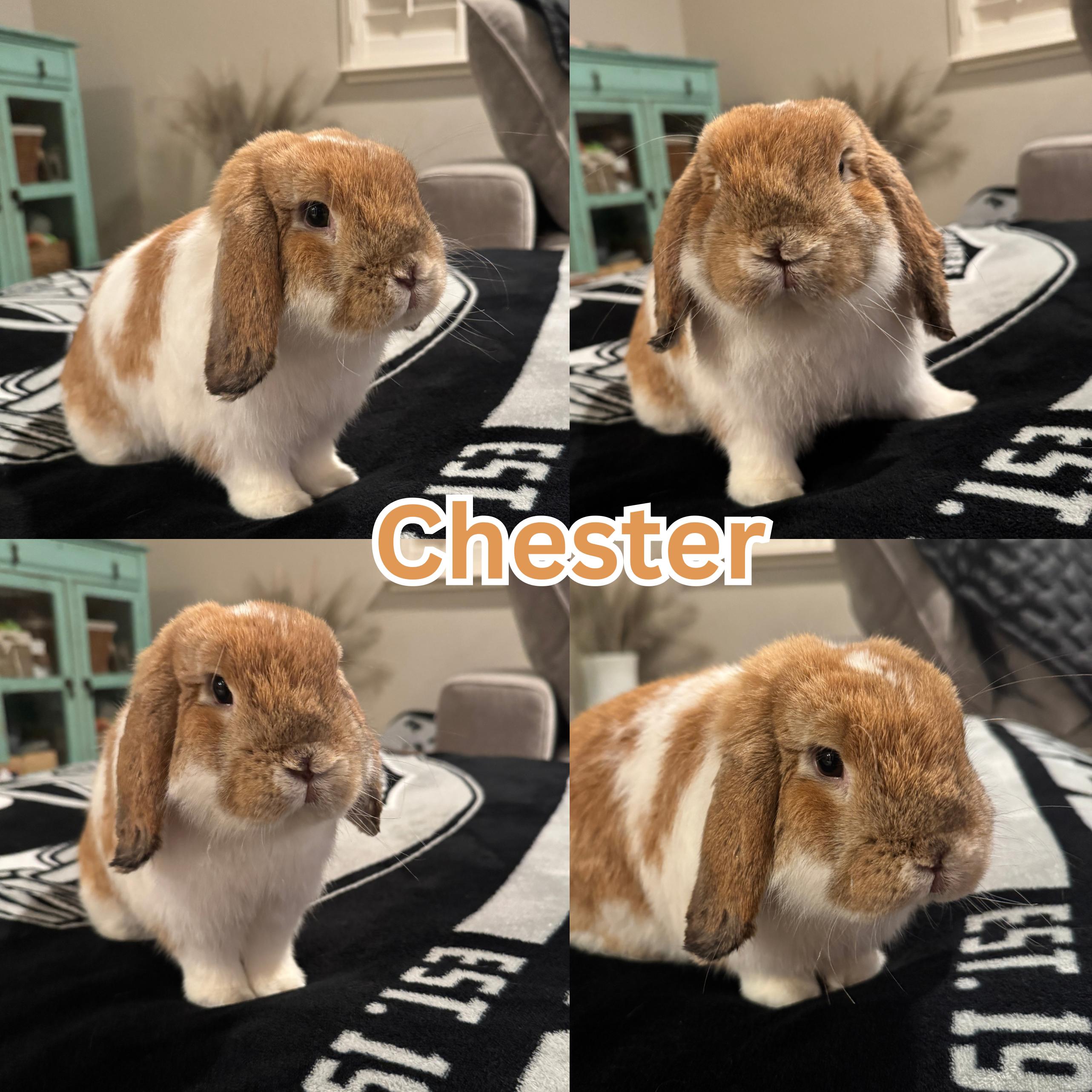 Rabbit for adoption - Chester, a Holland Lop in Modesto, CA | Petfinder