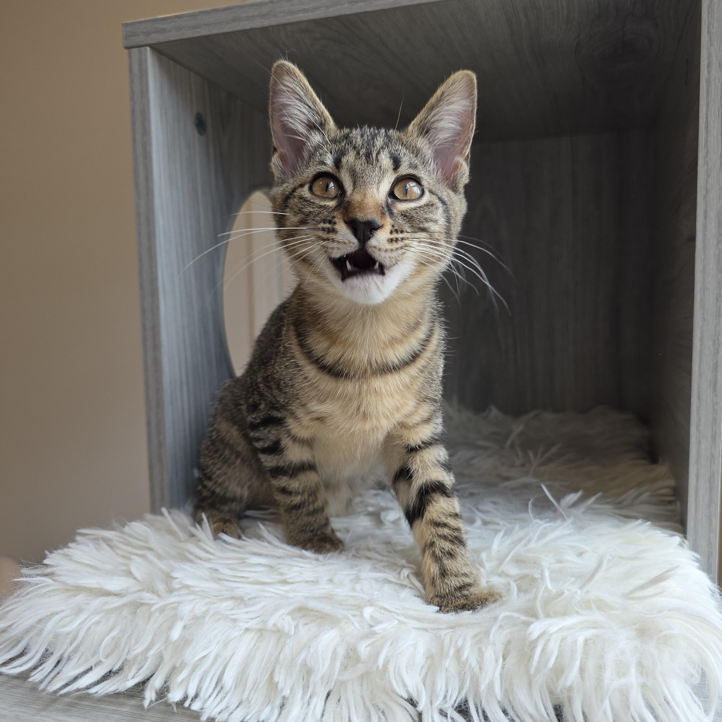 Cat for adoption - Laurel, a Tabby & Domestic Short Hair Mix in Atlanta, GA | Petfinder