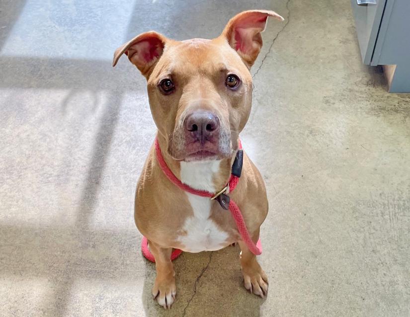 Dog for adoption - Farin, a Pit Bull Terrier Mix in Columbus, IN ...