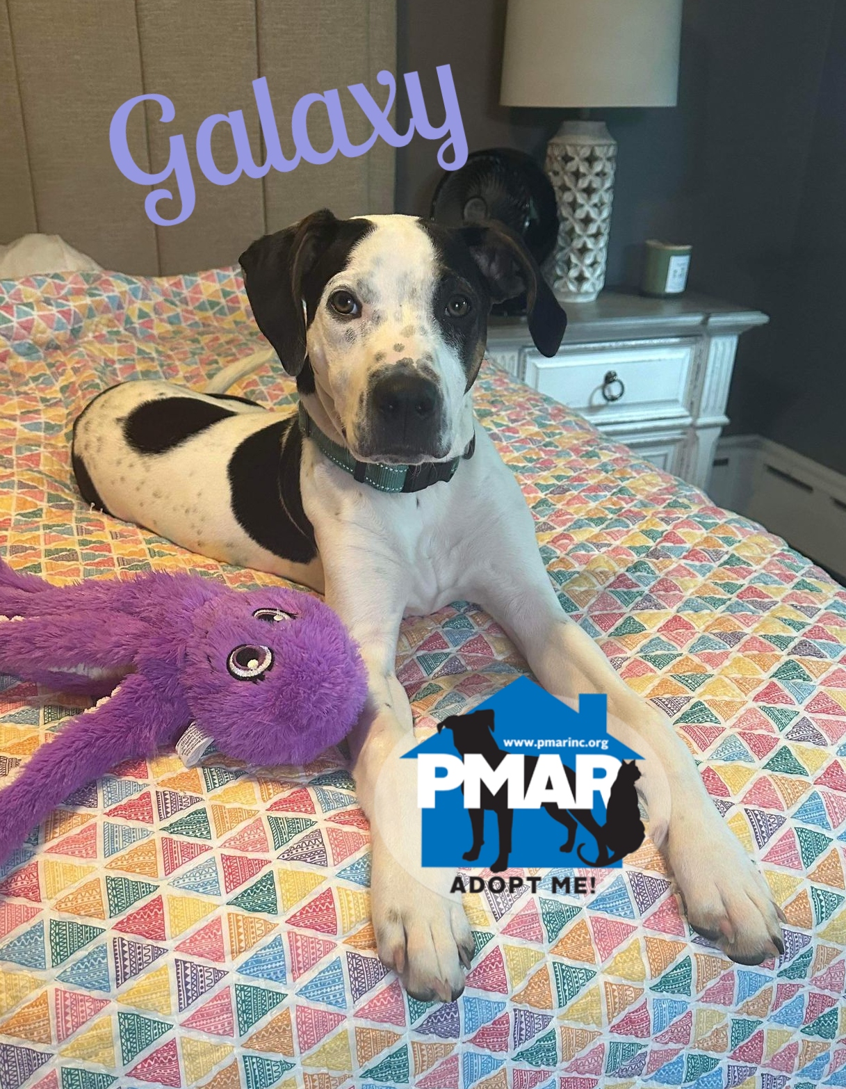 Dog for adoption - Galaxy, a Pointer in Shelton, CT | Petfinder
