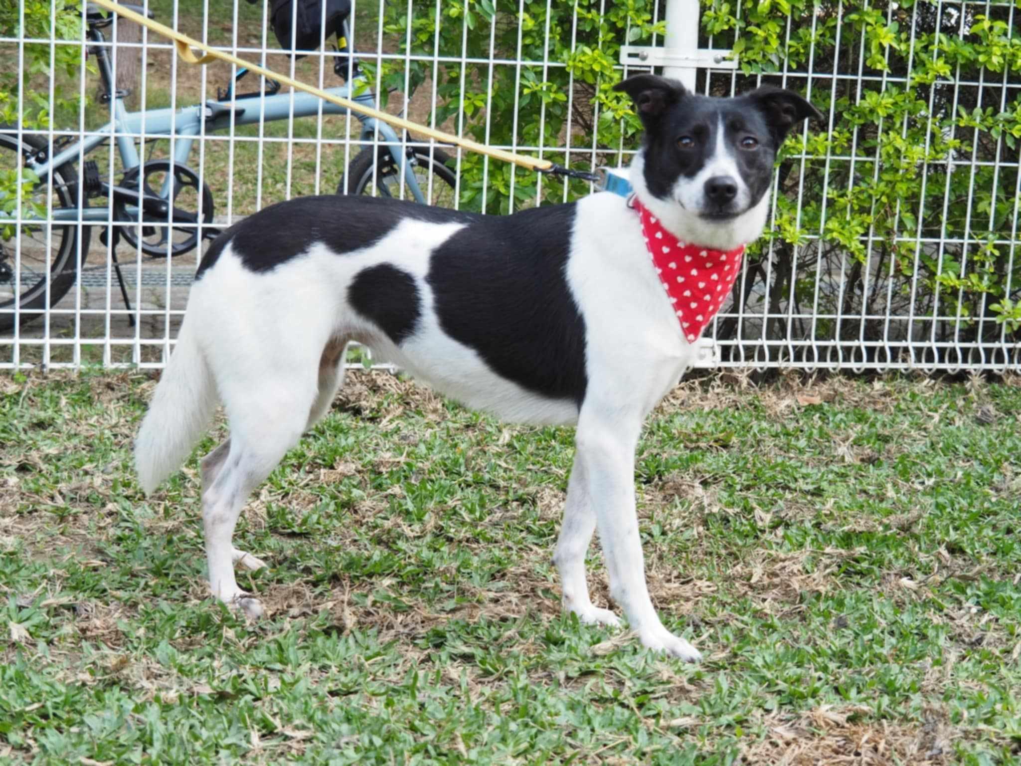 Dog for adoption - Becca, a Collie & Labrador Retriever Mix in San ...