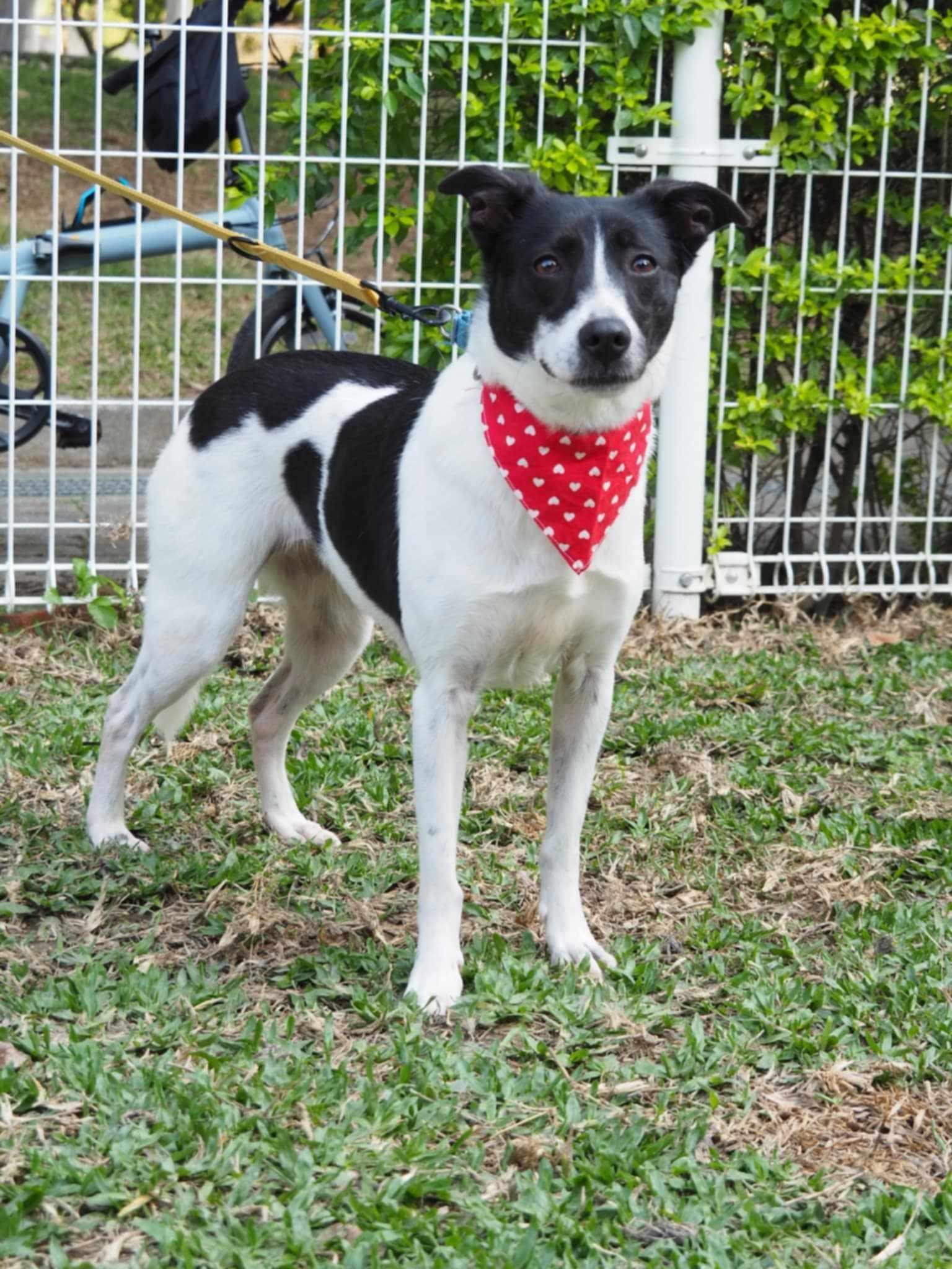 Dog for adoption - Becca, a Collie & Labrador Retriever Mix in San ...