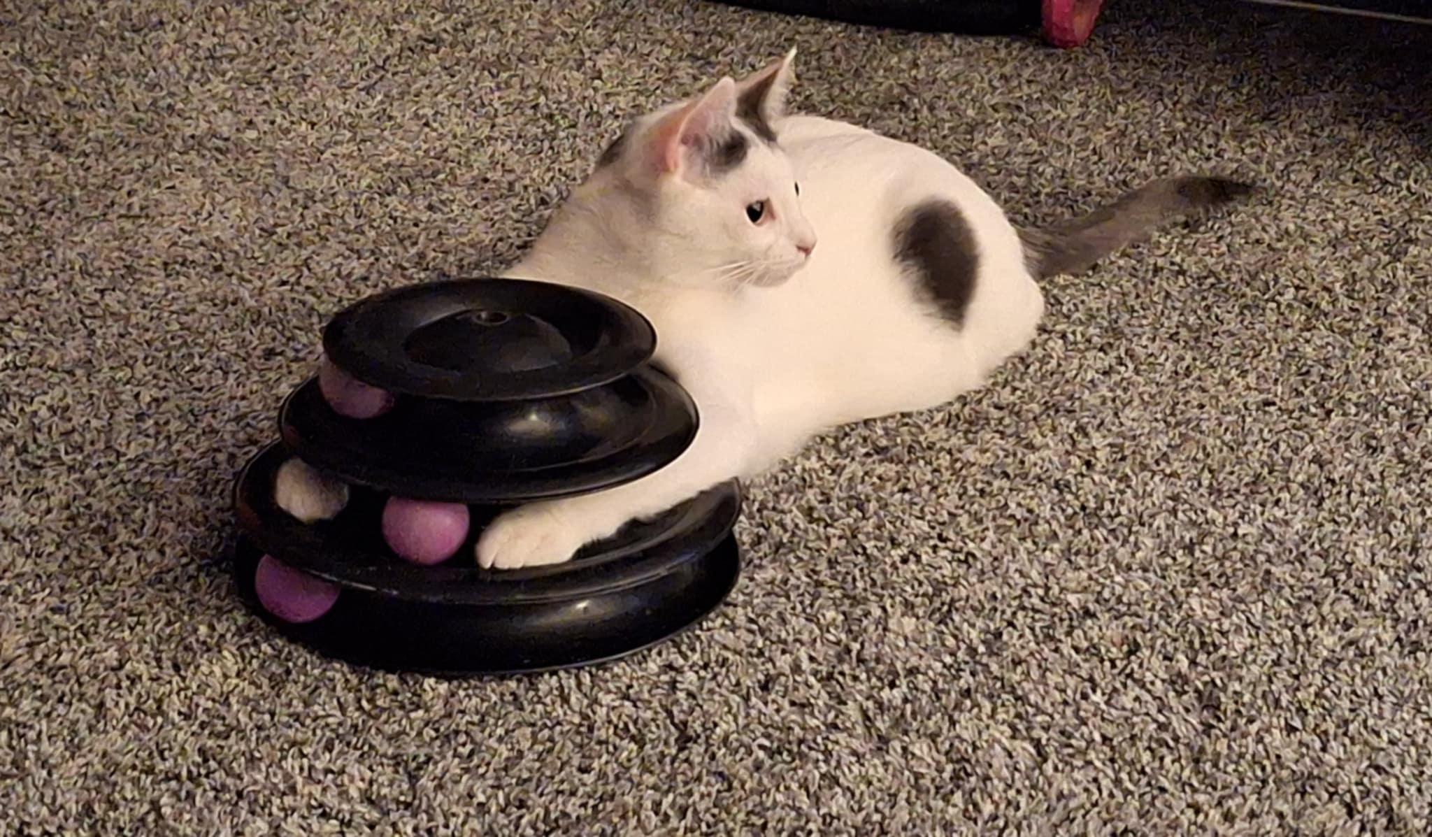 Cat for adoption - Braxton, a Domestic Short Hair in Garden City, MI ...