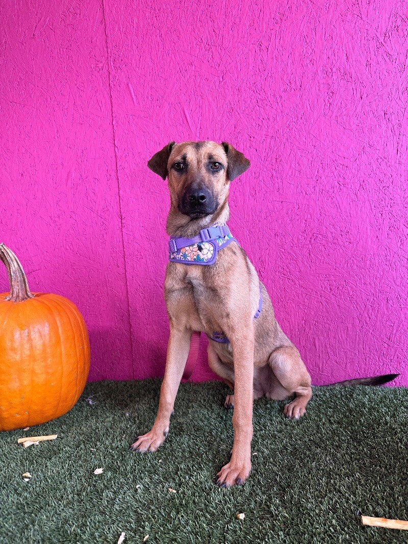 Dog for adoption - Jecky, a Shepherd & Black Mouth Cur Mix in Reno, NV ...