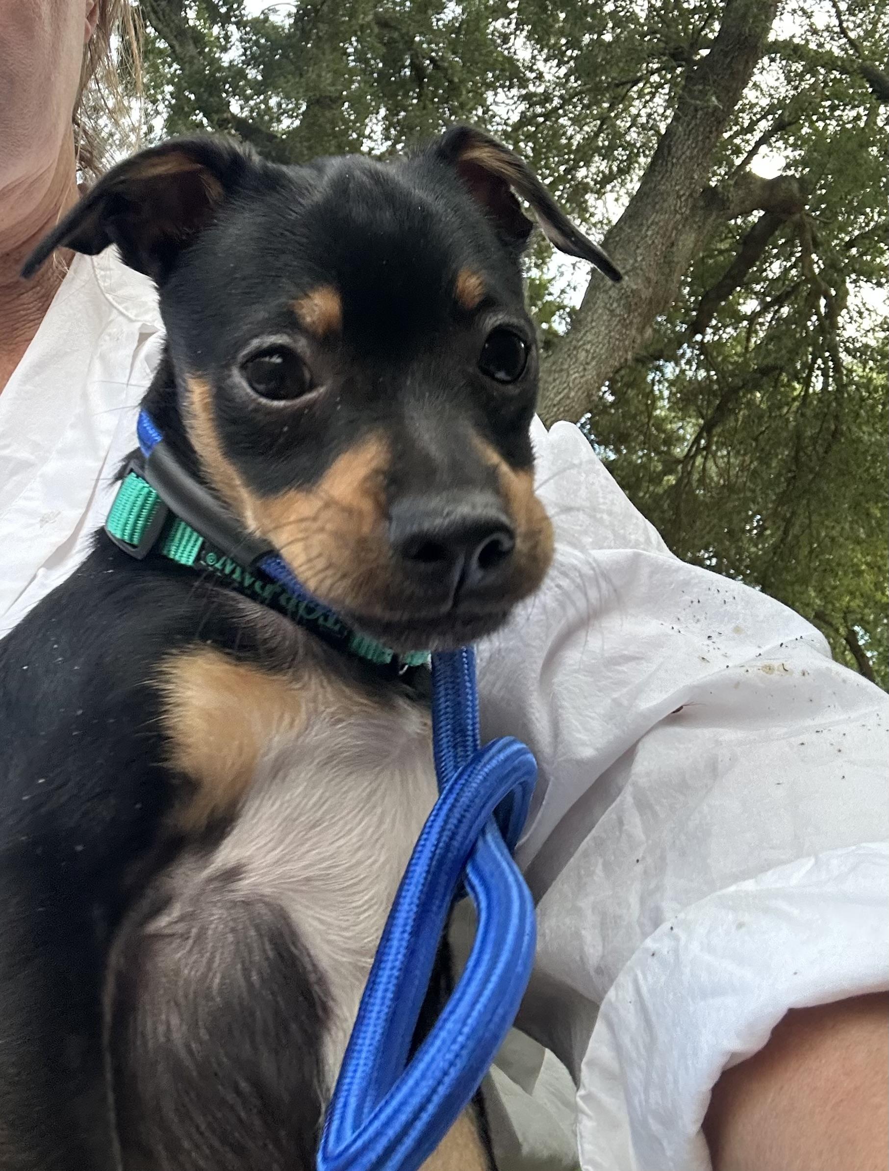 Dog for adoption - Pluto, a Chihuahua Mix in CINCINNATI, OH | Petfinder