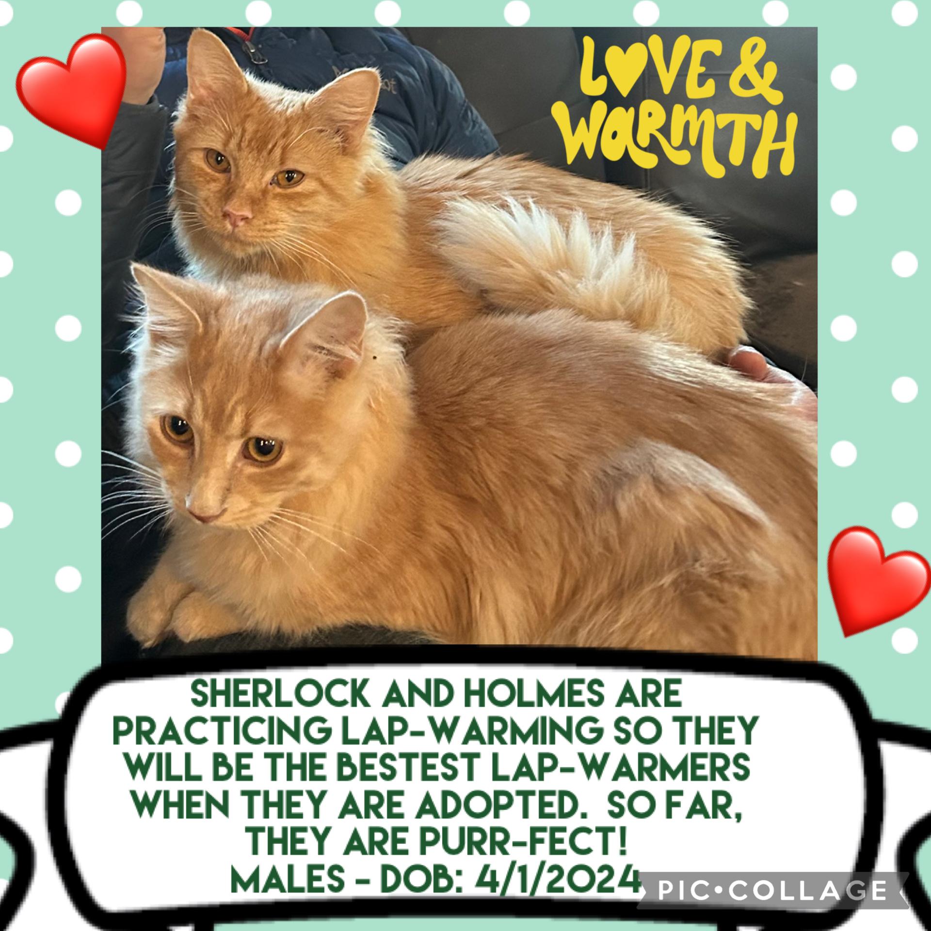 Cat for adoption - Sherlock and Holmes, a Tabby Mix in Anchorage, AK | Petfinder