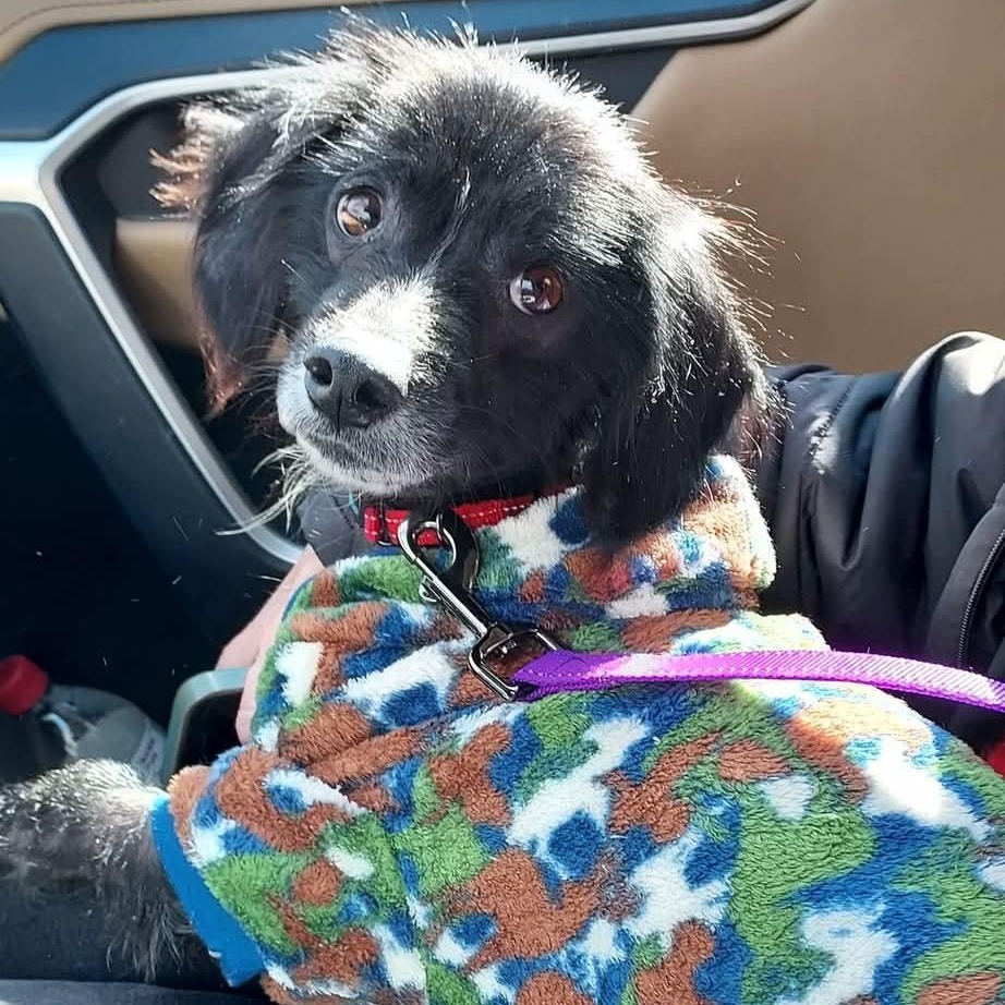 Dog for adoption - Stewie, a Dachshund Mix in Ayden, NC | Petfinder