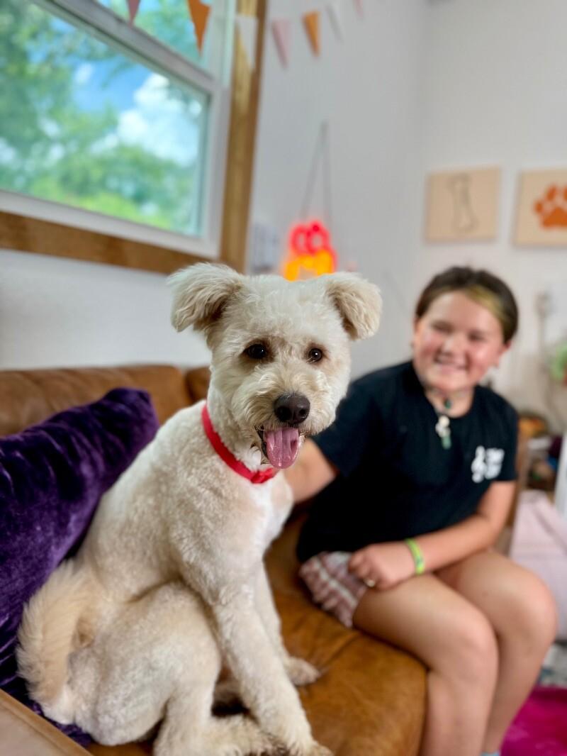 Dog for adoption - Texas Teddy, a Wheaten Terrier & Poodle Mix in ...