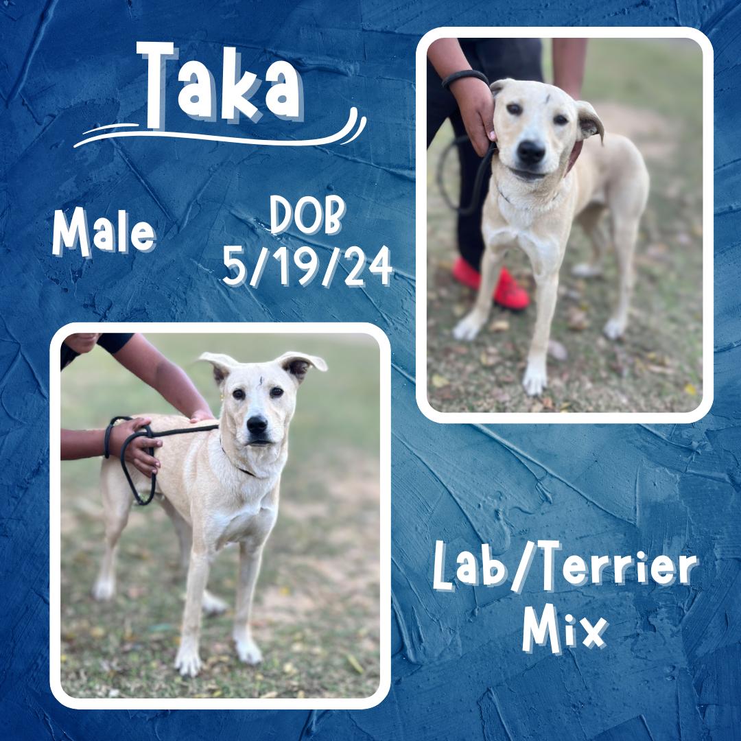 Dog for adoption - Taka, a Labrador Retriever & Terrier Mix in Richmond ...