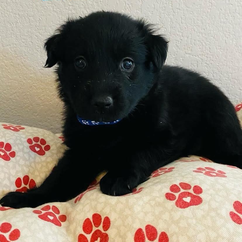 Dog for adoption - Parmesan, a Flat-Coated Retriever & Labrador ...