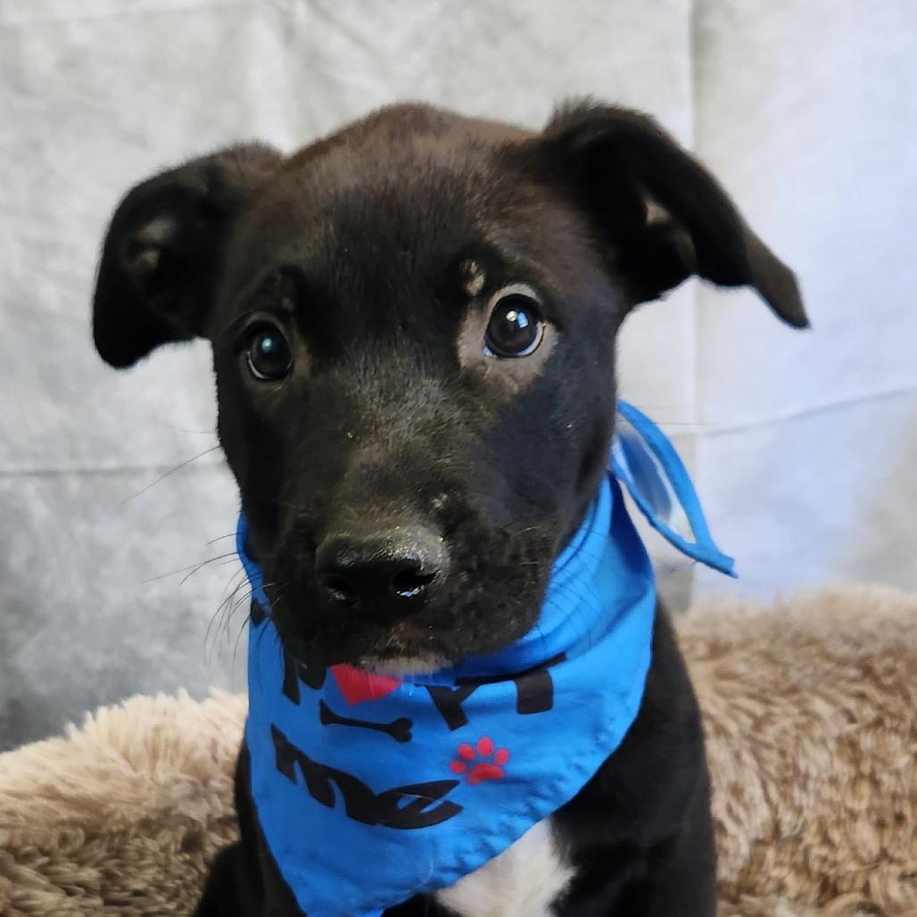 Dog for adoption - Vince LK, a Boxer & Black Labrador Retriever Mix in ...