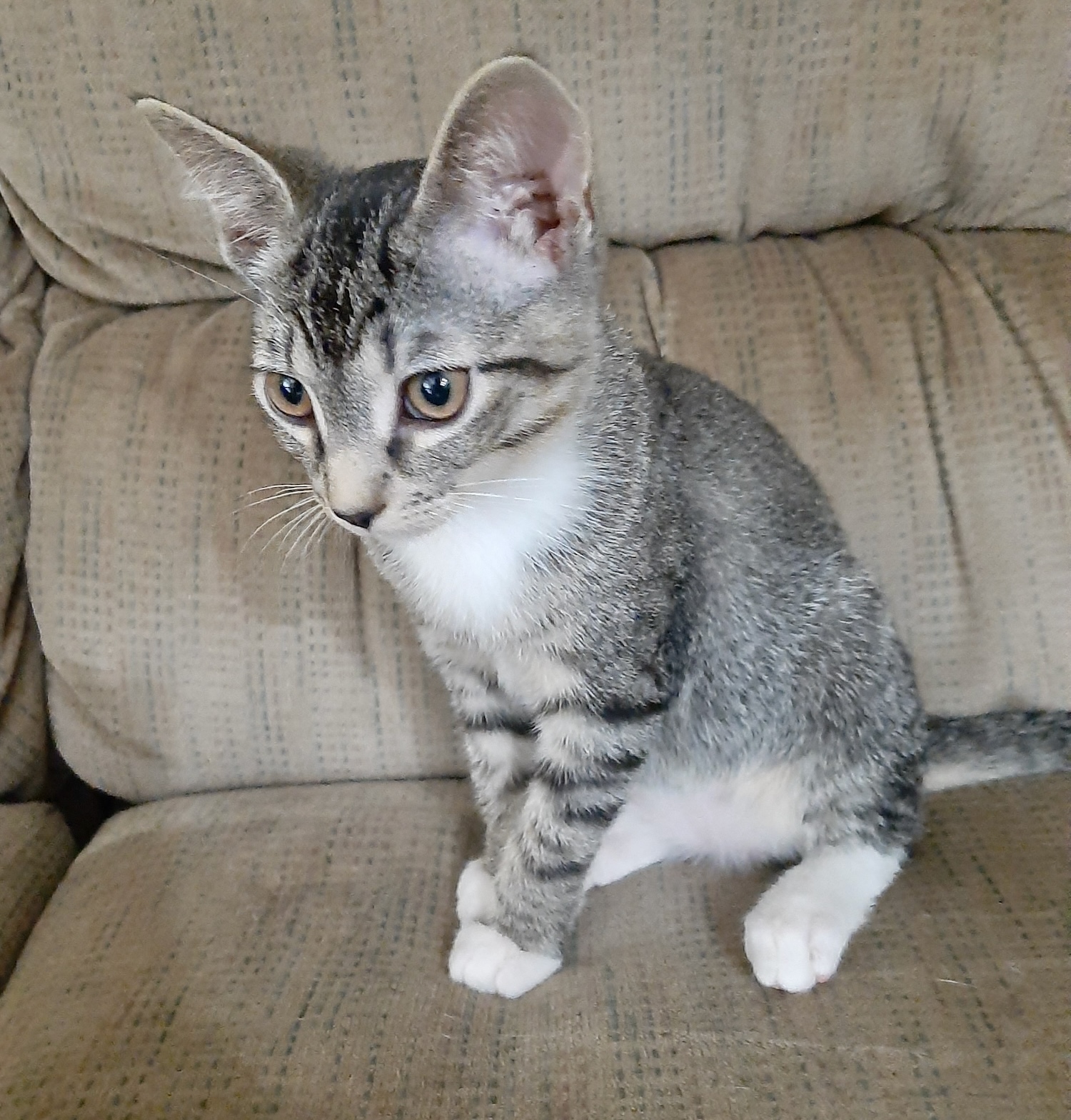 Available Cats and Kittens - Johnston County Animal Protection League ...