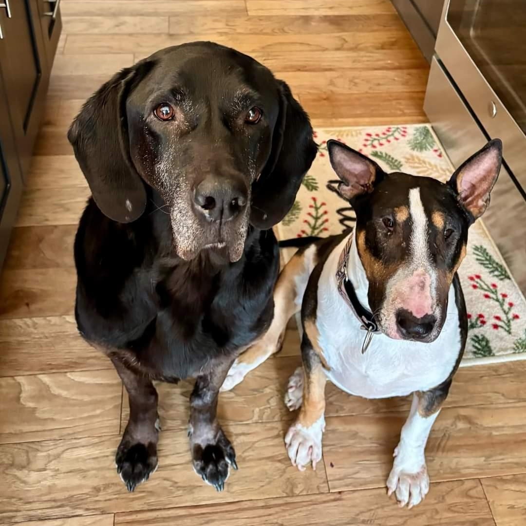 Dog for adoption - Gertie, a Bull Terrier in Fishers, IN | Petfinder