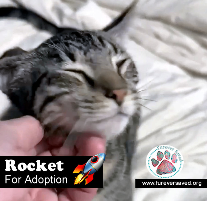 Cat for adoption - Rocket, a Domestic Short Hair in Gaithersburg, MD | Petfinder