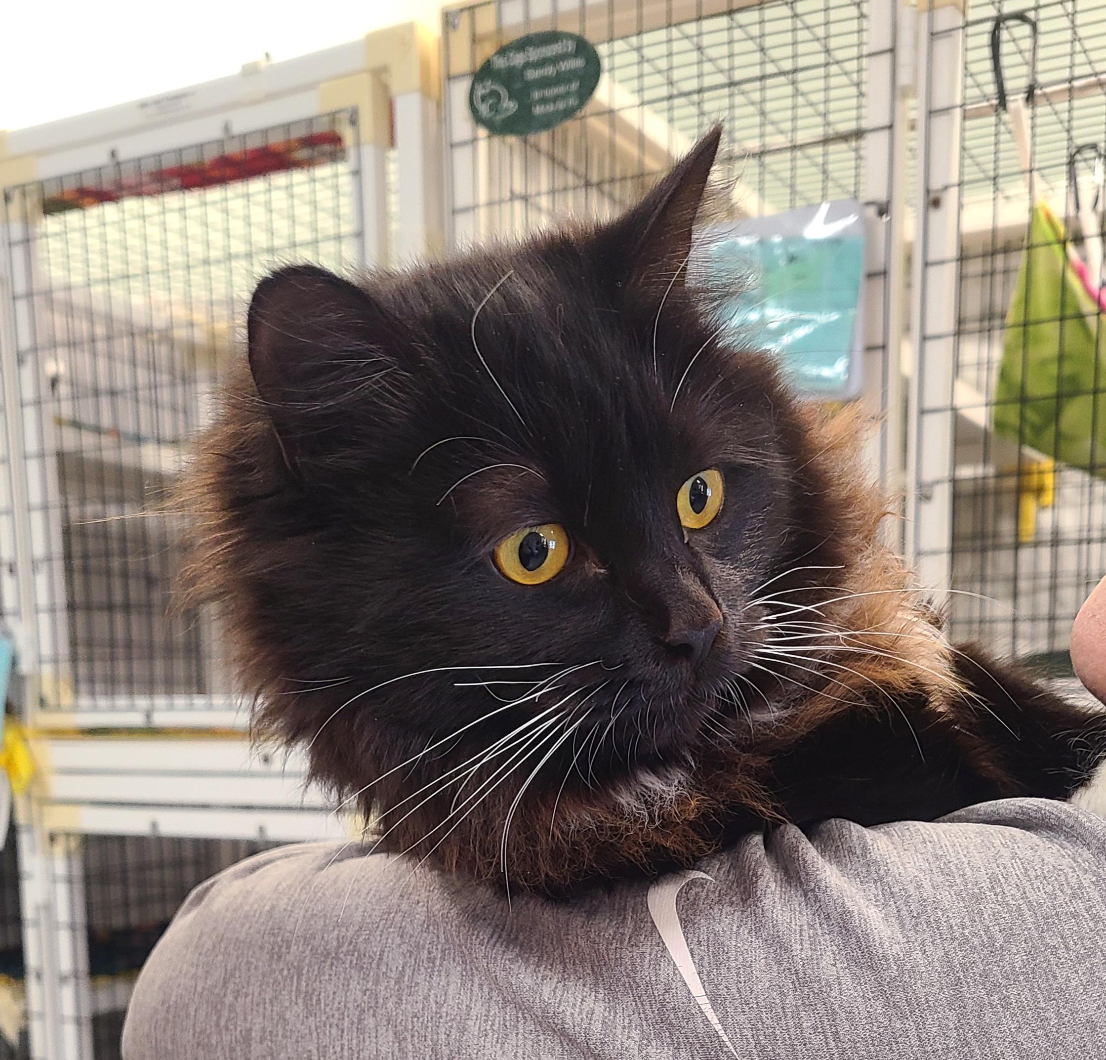 Alice & Peter - Adoptable Pet | Petfinder | Petfinder