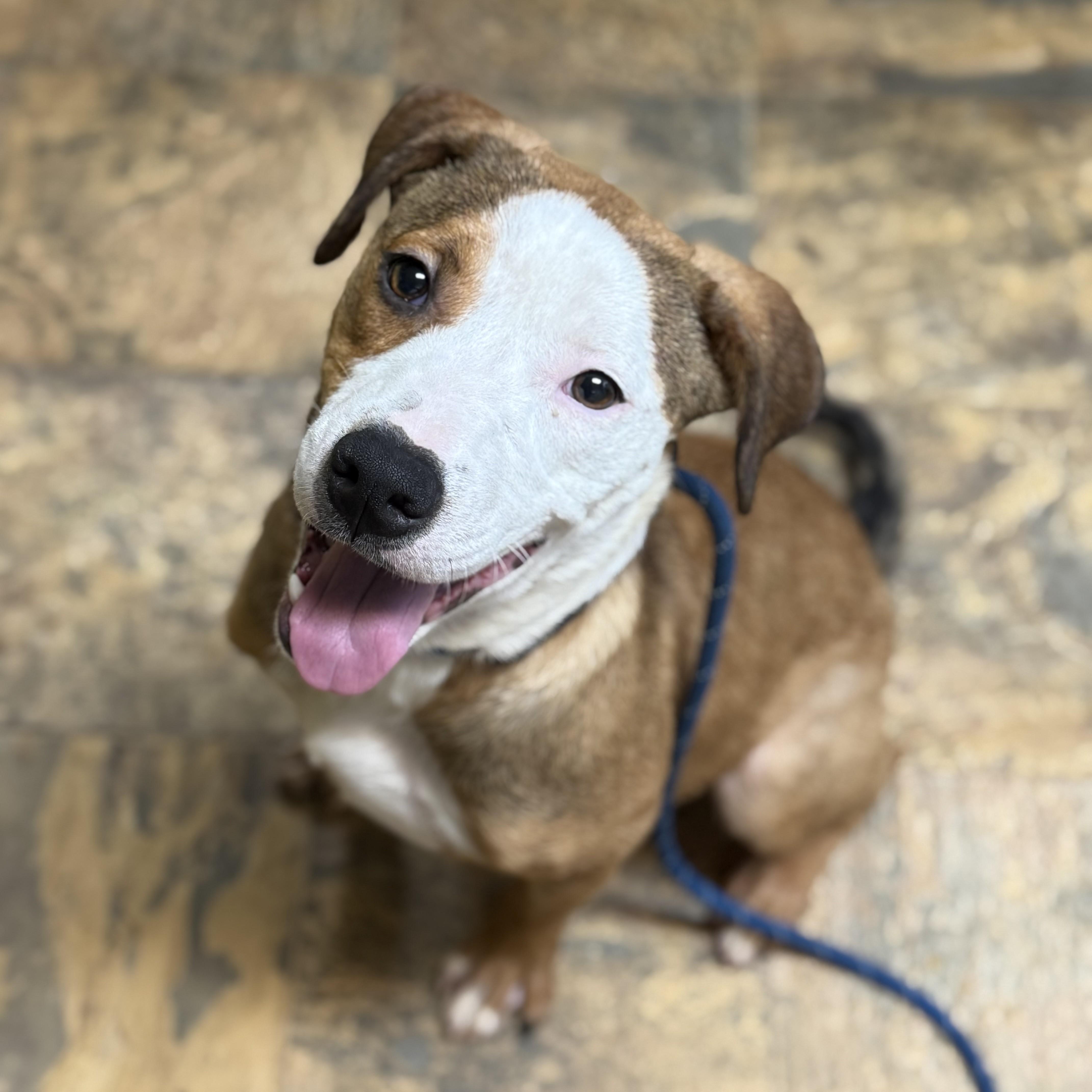 Dog for adoption - Krueger, a Labrador Retriever Mix in Pound, VA ...