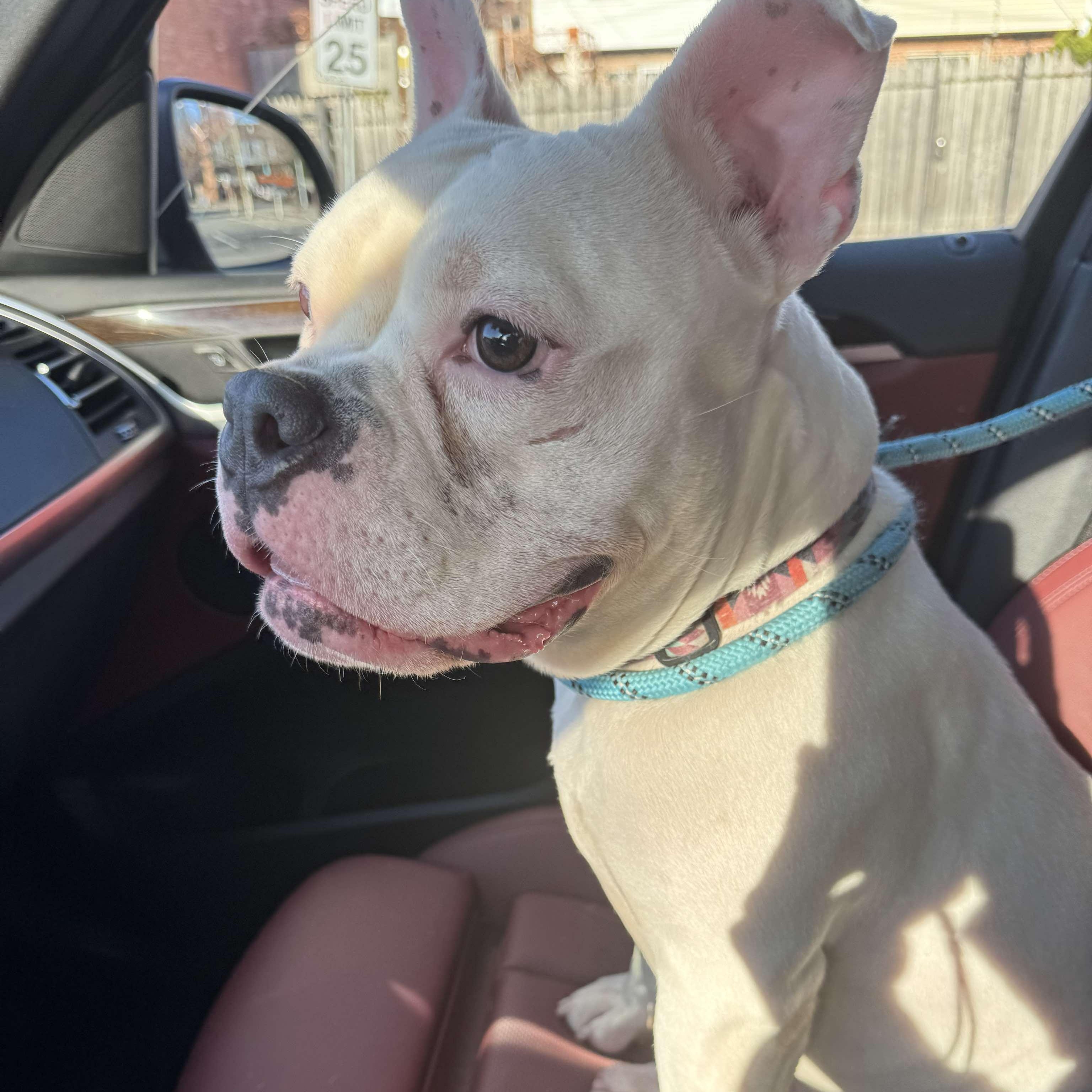 Dog for adoption - Gabby, a Boxer & French Bulldog Mix in Cherry Hill ...
