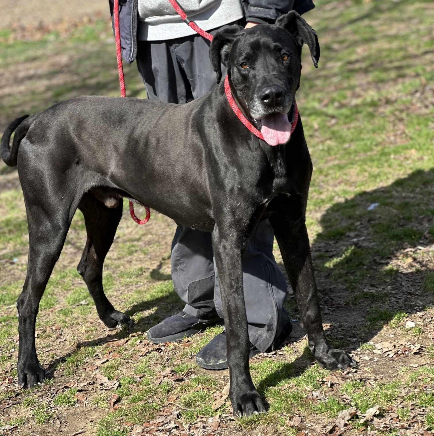 Dog for adoption - Jagger, a Great Dane in Springfield, IL | Petfinder