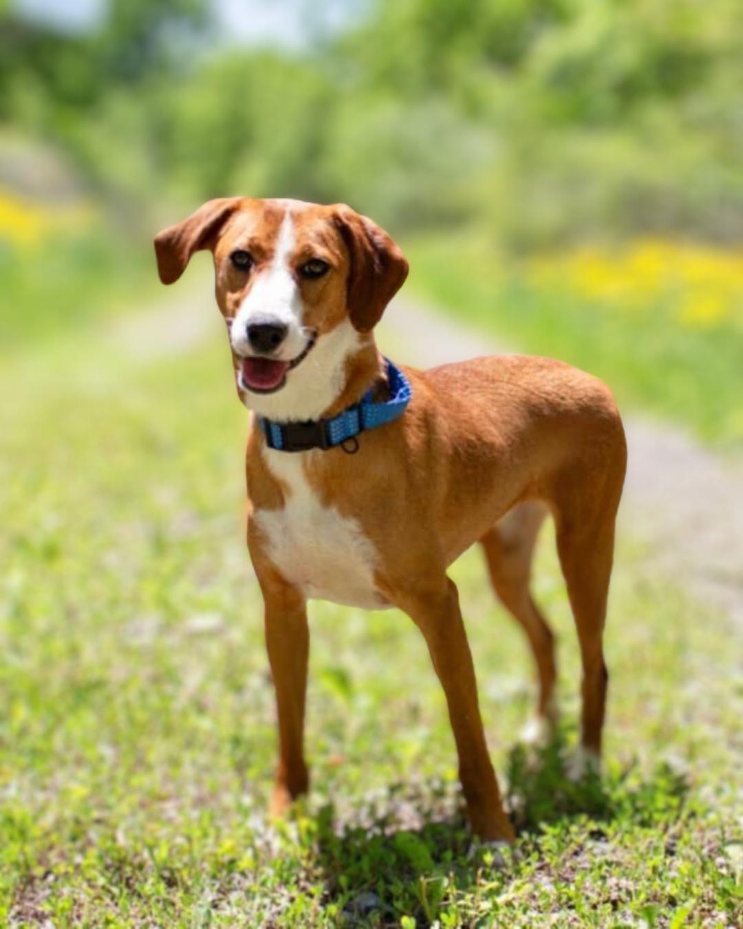 Dog for adoption - Franklin, a Beagle Mix in Philadelphia, PA | Petfinder