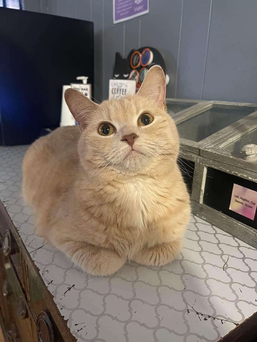 Cat for adoption - Lobster Todd, a Domestic Short Hair in Kalamazoo, MI ...