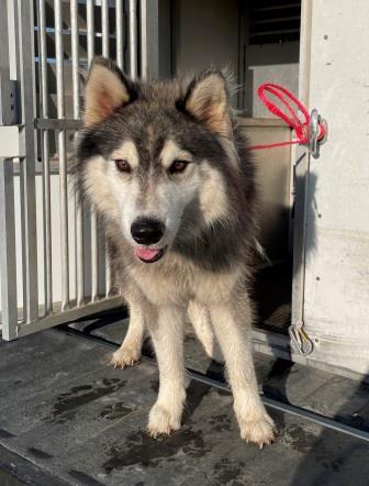 Dog for adoption - Alaska, a Husky in Edna, TX | Petfinder