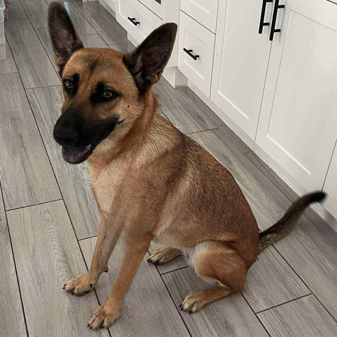 Dog for adoption - ATHENA GS, a German Shepherd Dog in South Bend, IN ...